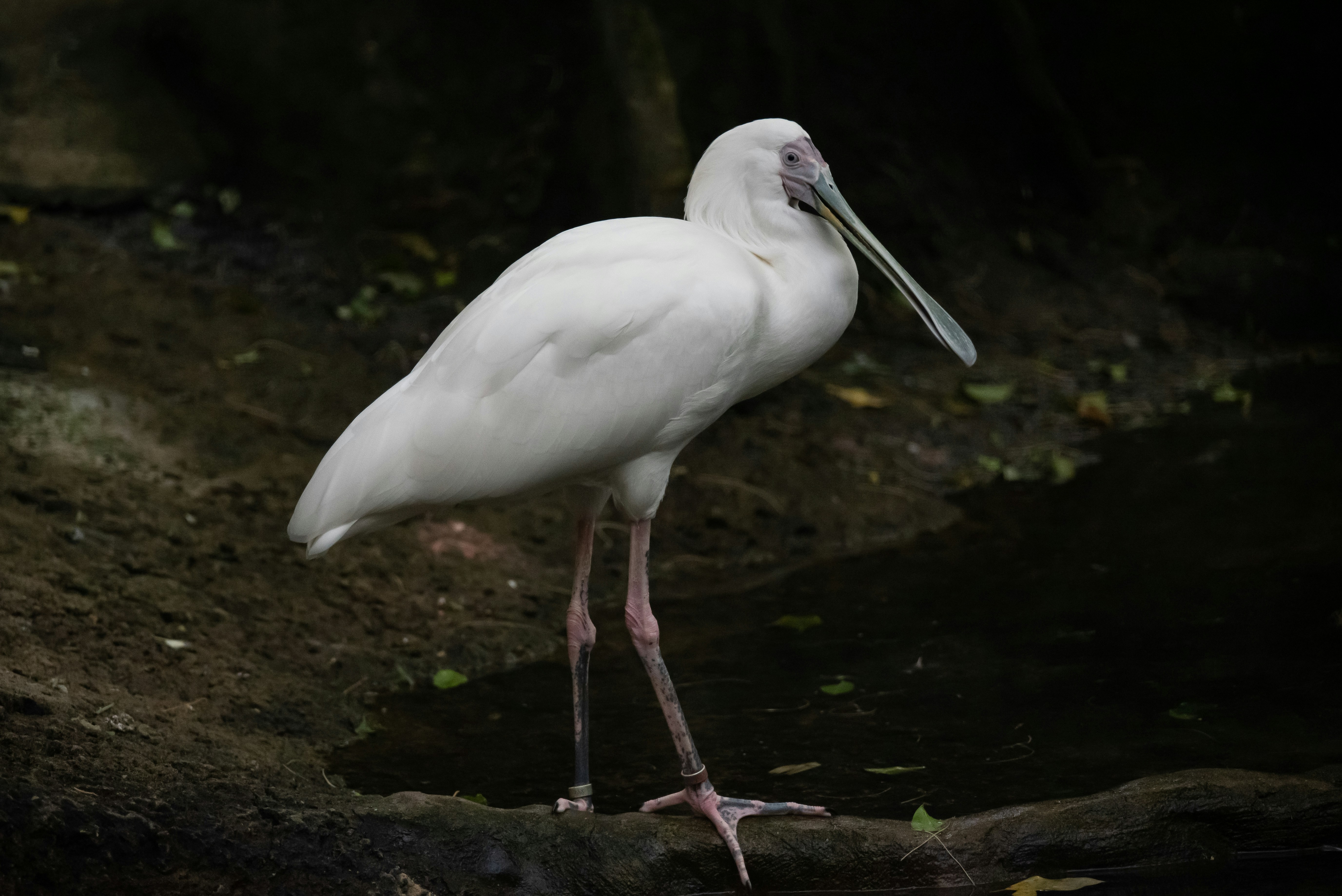Postured in Quiet Waters: A White Egret Standing on a Log