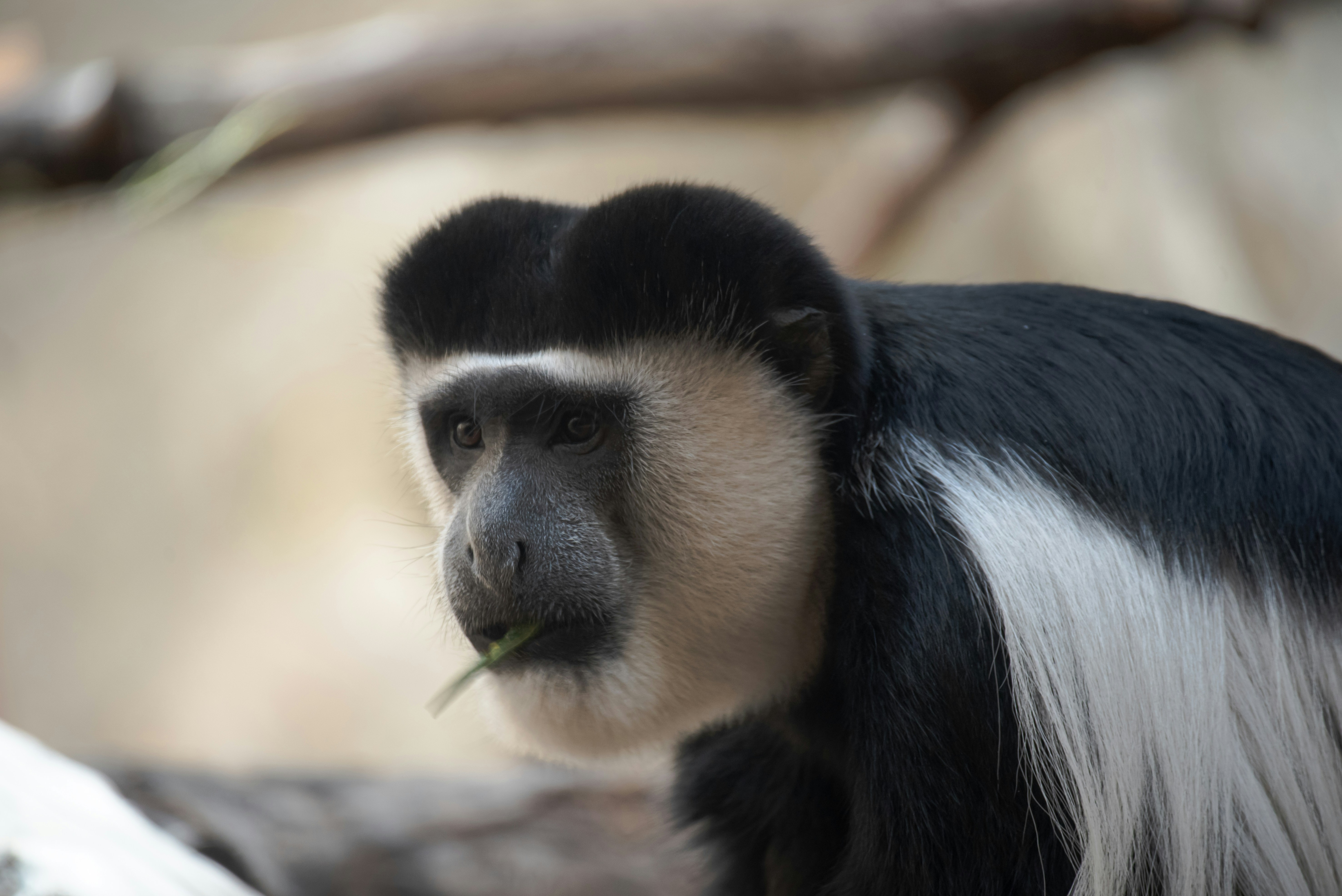 White-cheeked Sooty Capuchin in Shade