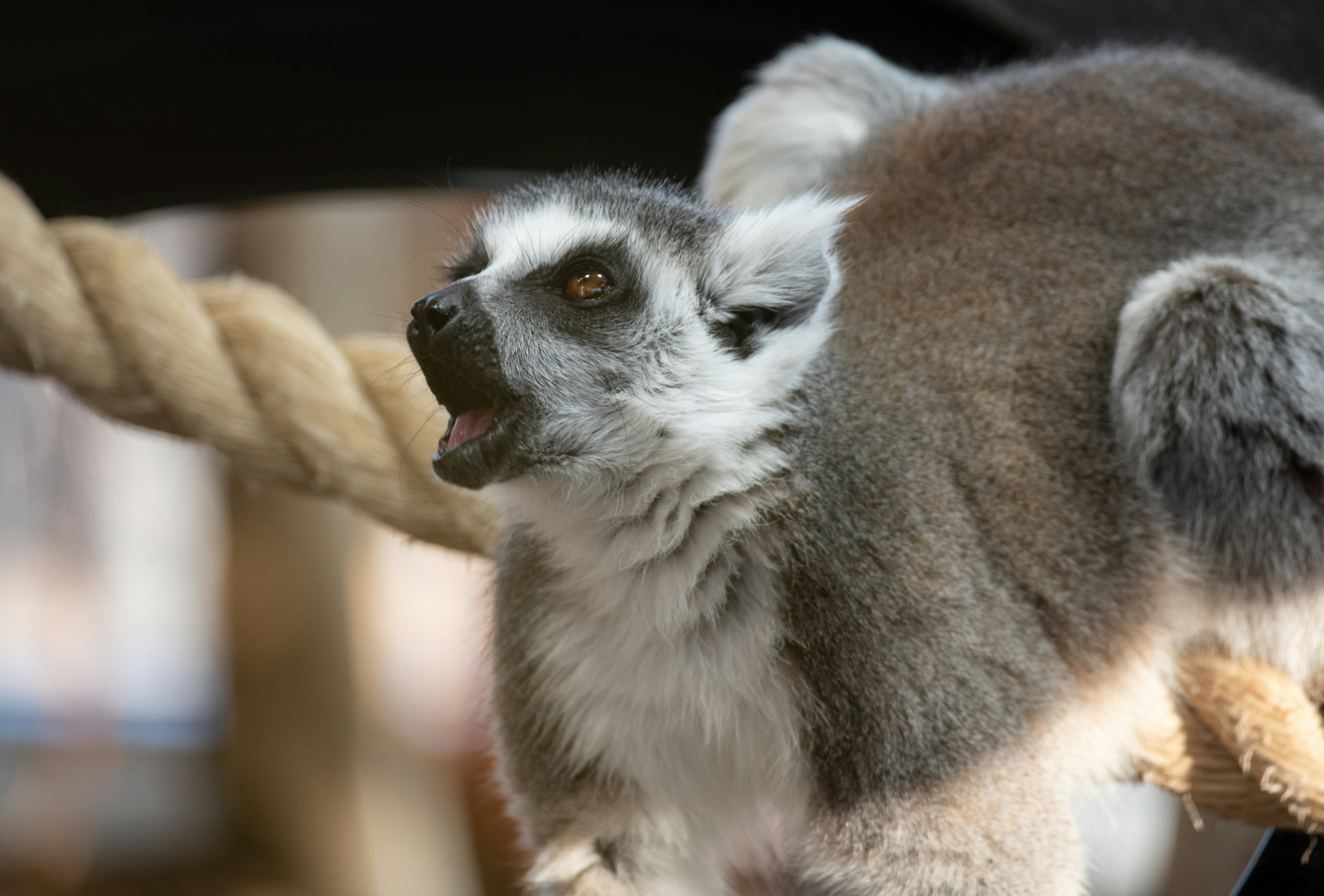 Koala in the Spotlight: Frontal Portrait with Rope Saves