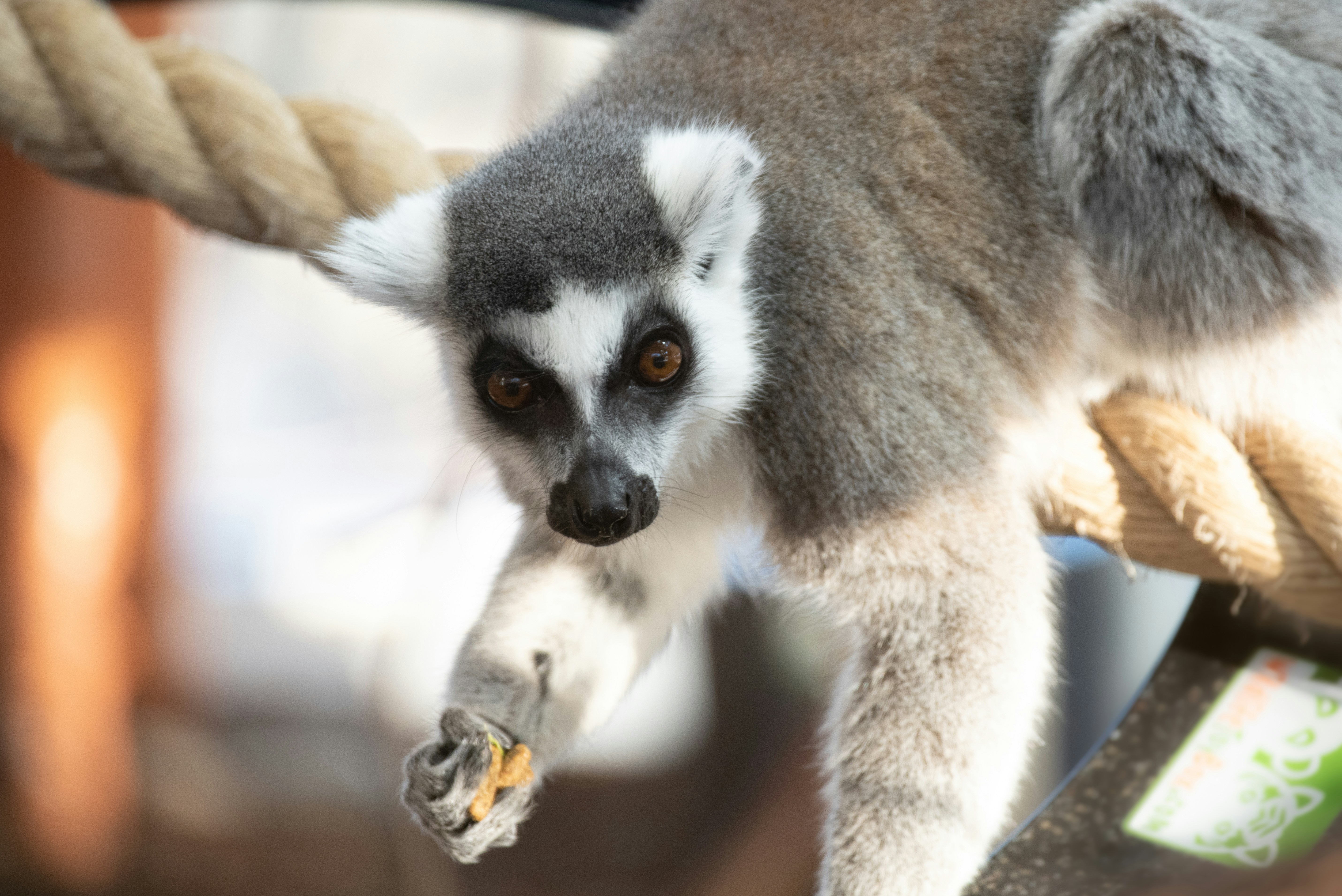 Curious Covert: A Lemur Prime Locks Eyes in Mid-Scout