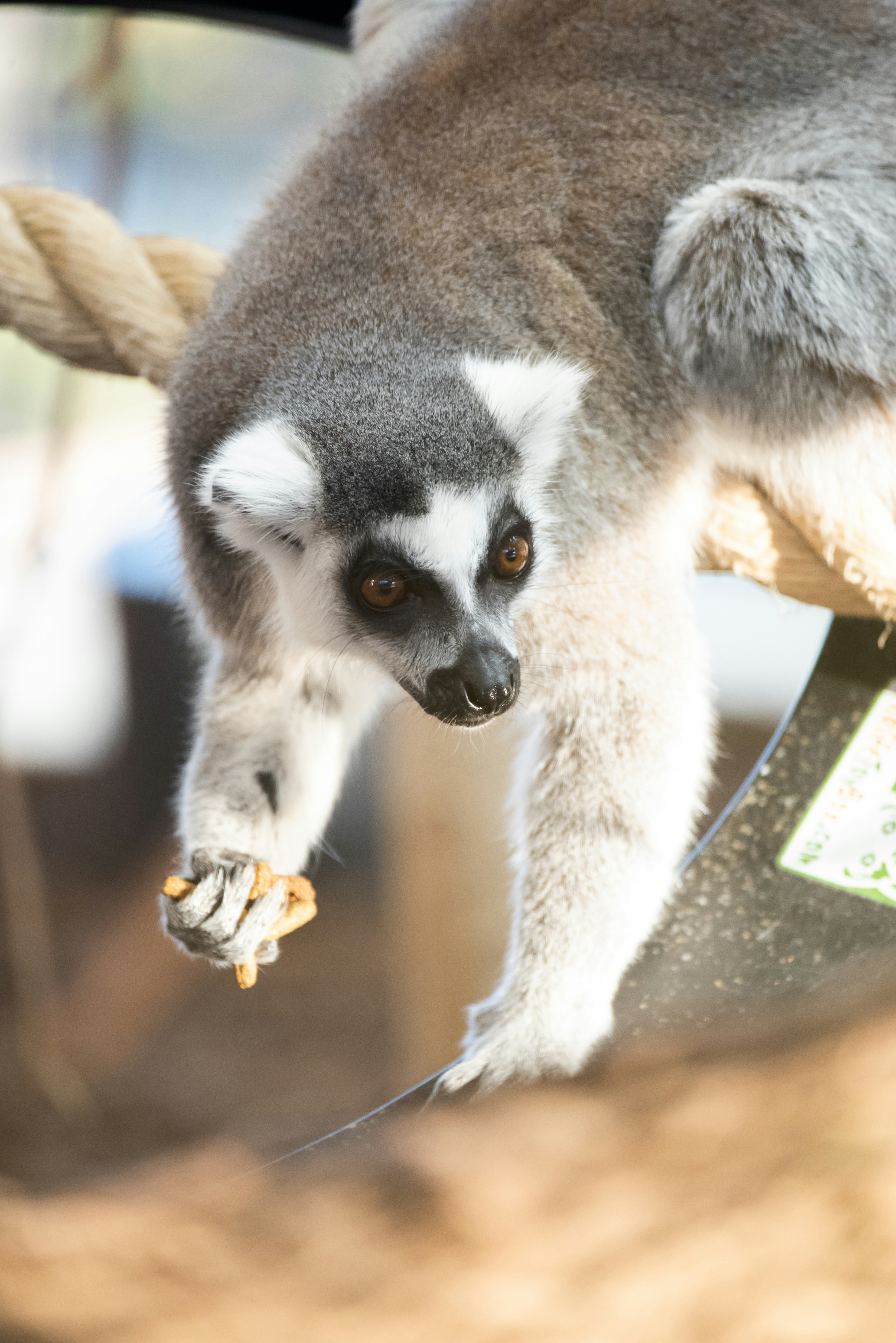 Curious Lemur Reaches for a Snack from an Adventurous Perch