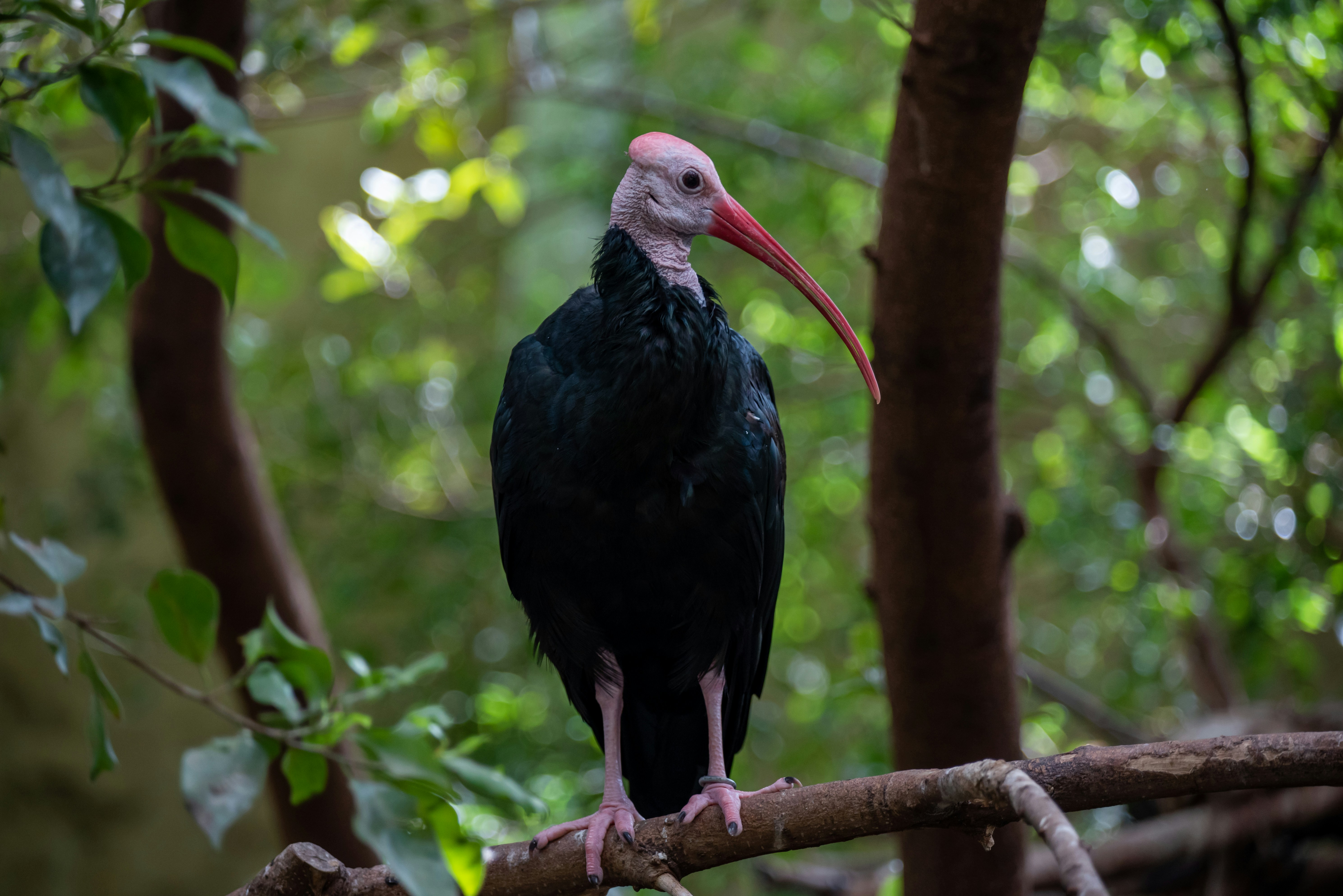 Crimson-Handled Vision: A Southern Wading Bird Perched on a Branch