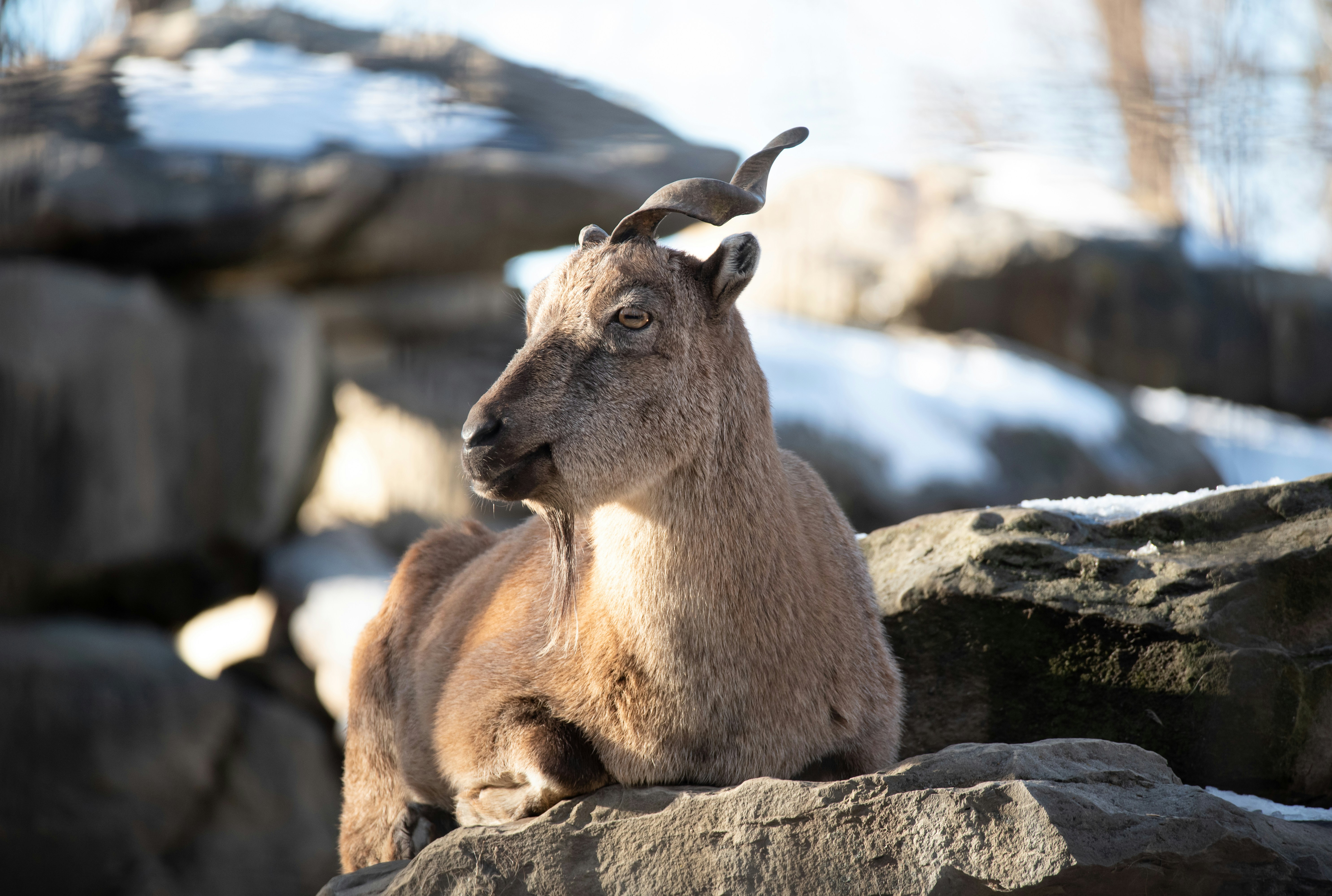 Stoked on Stone: A Himalayan Capra Poses Amid Warm Backlight