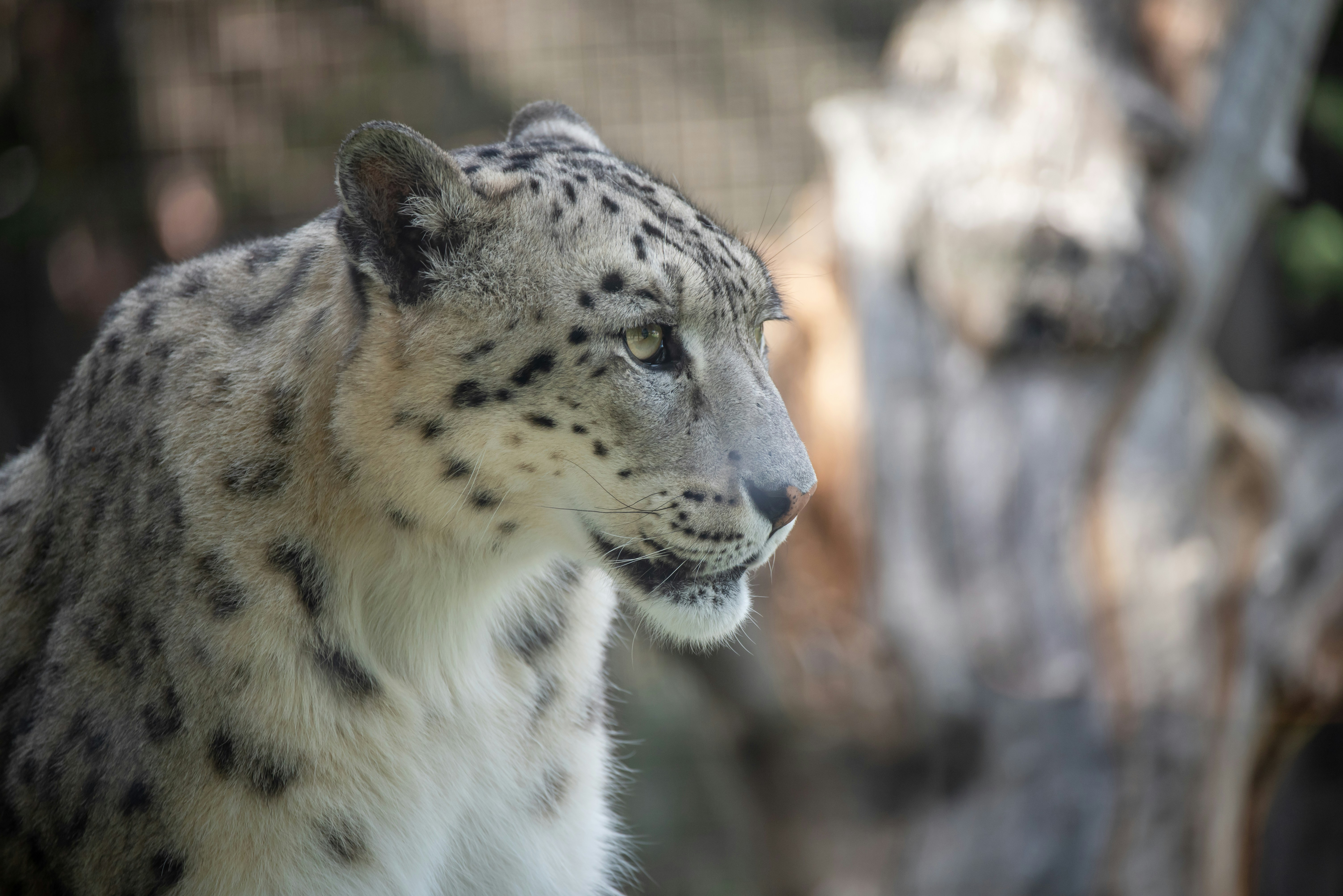 Snow Leopard in Profile: Quiet Watcher of the Enclosure