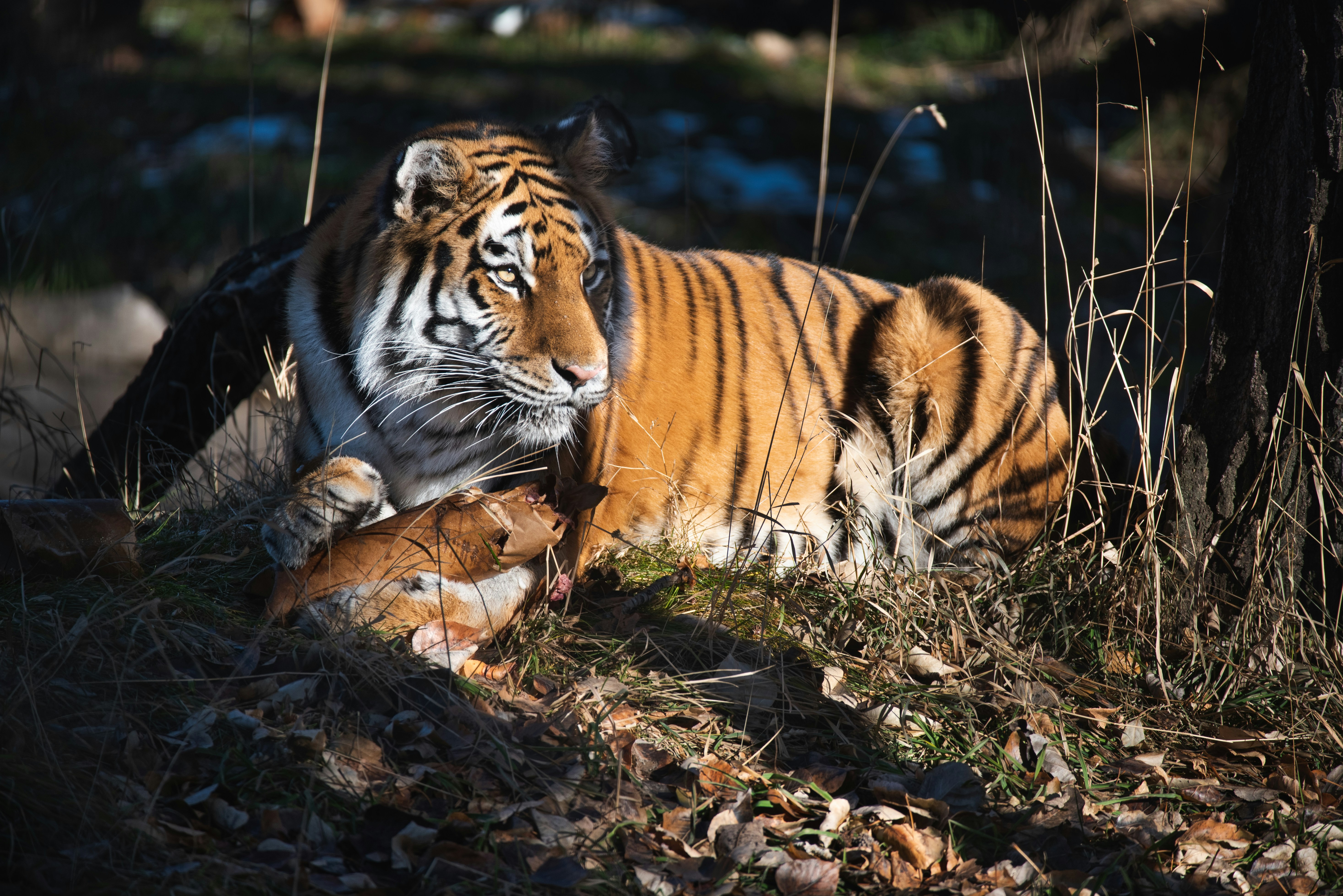 Tiger in Patchwork Shade: Sunlit Rest Amid Dry Grass