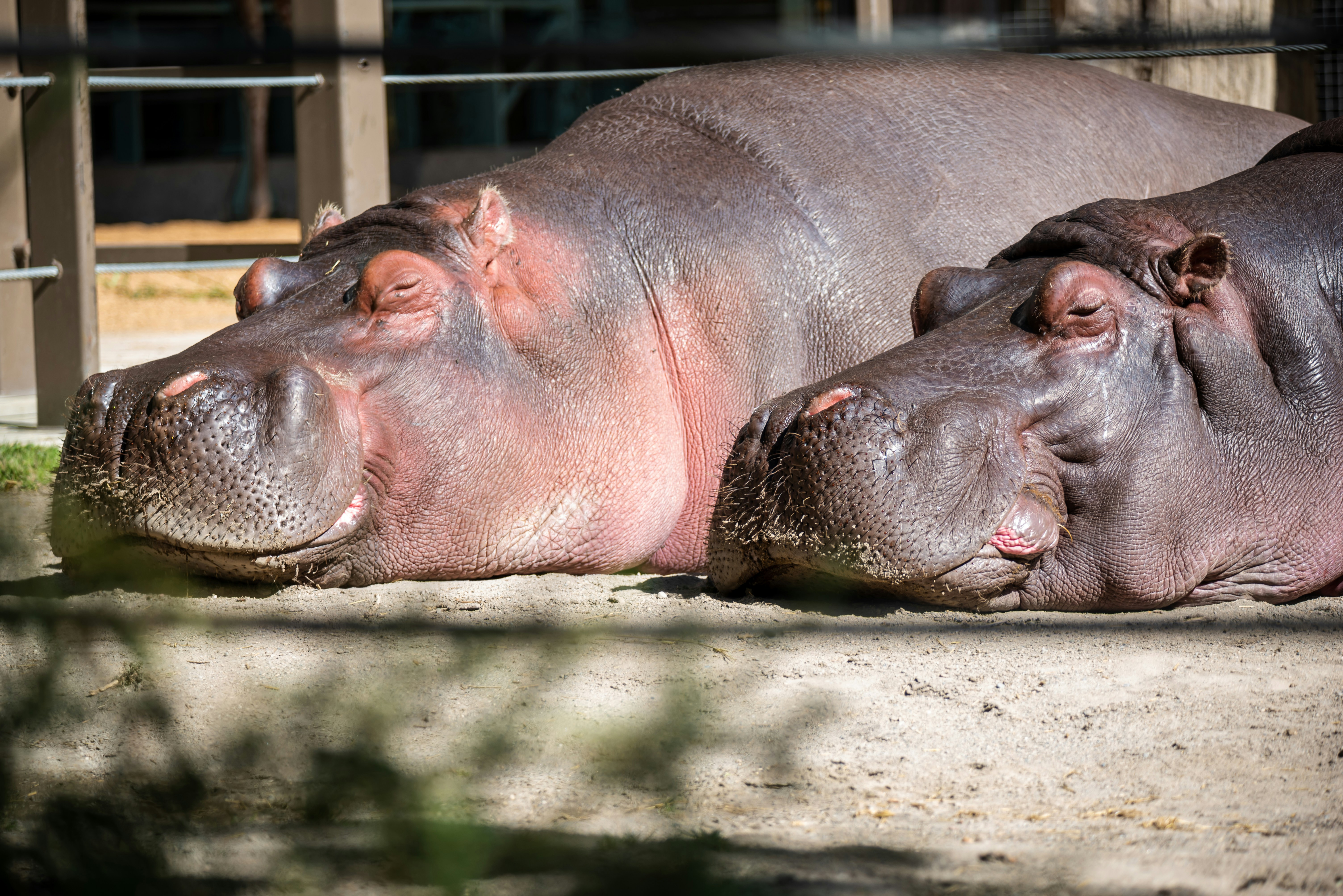 Two Slumbering Giants: Quiet Rest by the Fenced Edge