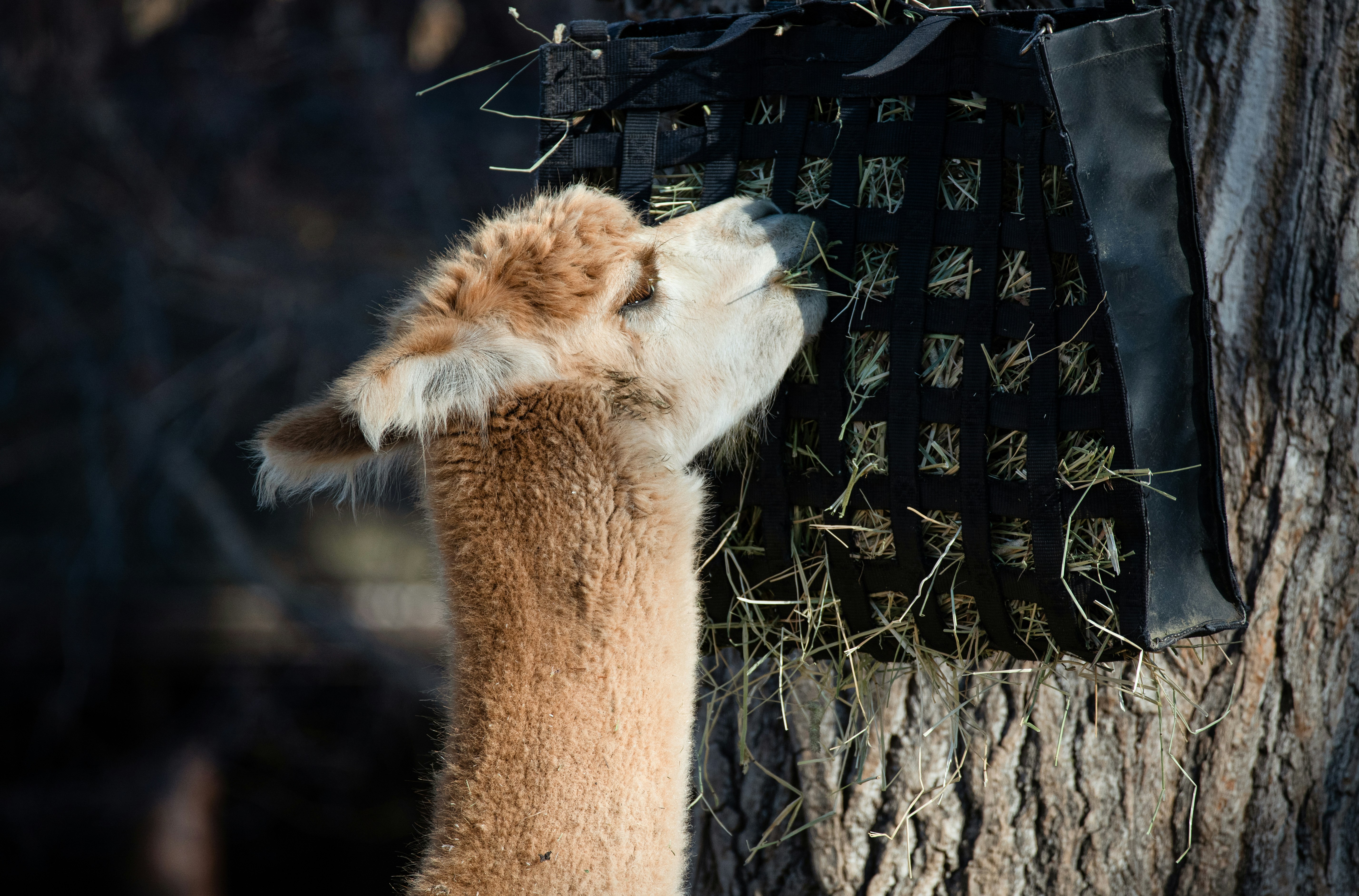 Llama at the Trough: A Curious Nose Meets Feed Grids