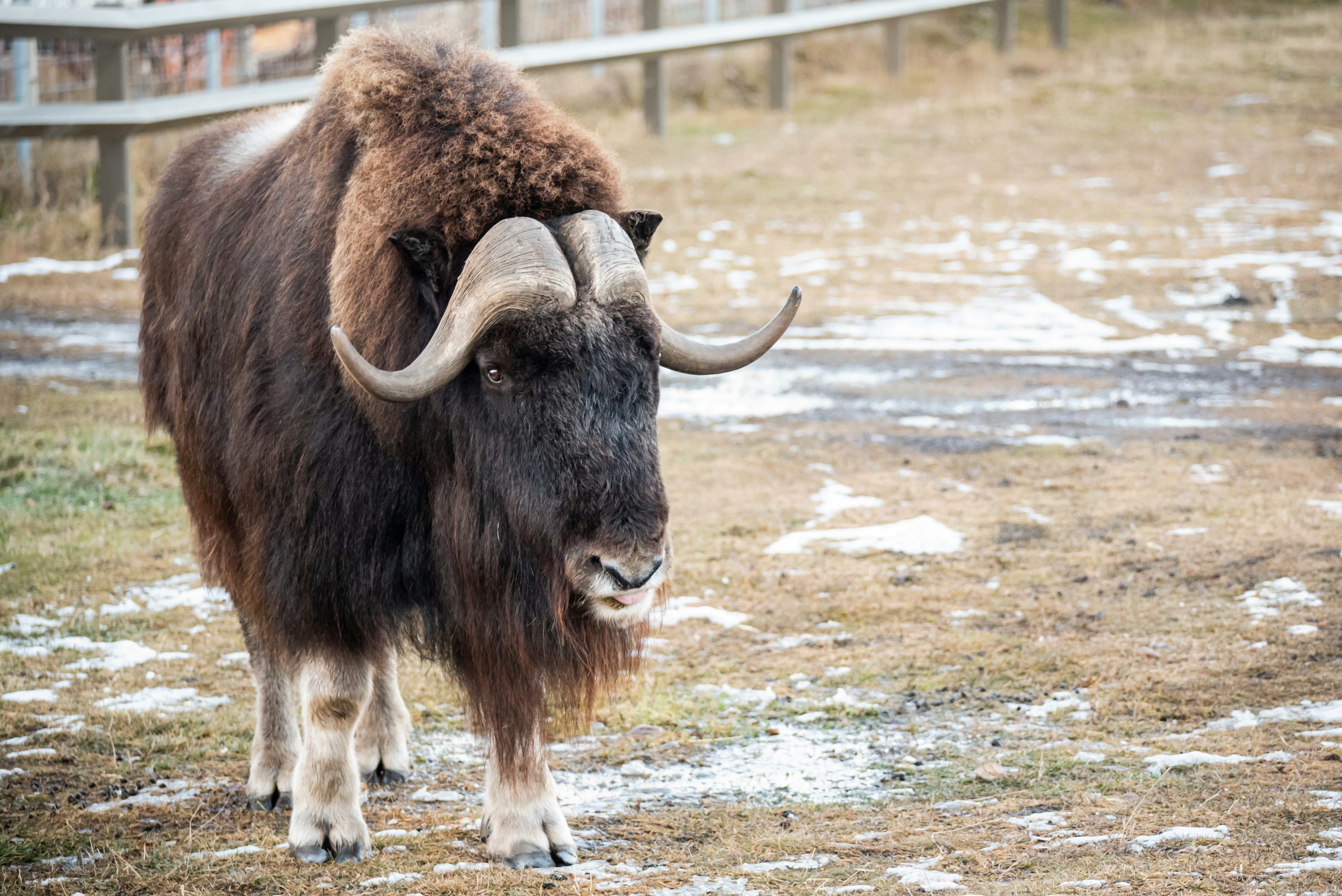 Herd-Looming Guardian: A Musk Ox Stance on a Fallow Plain