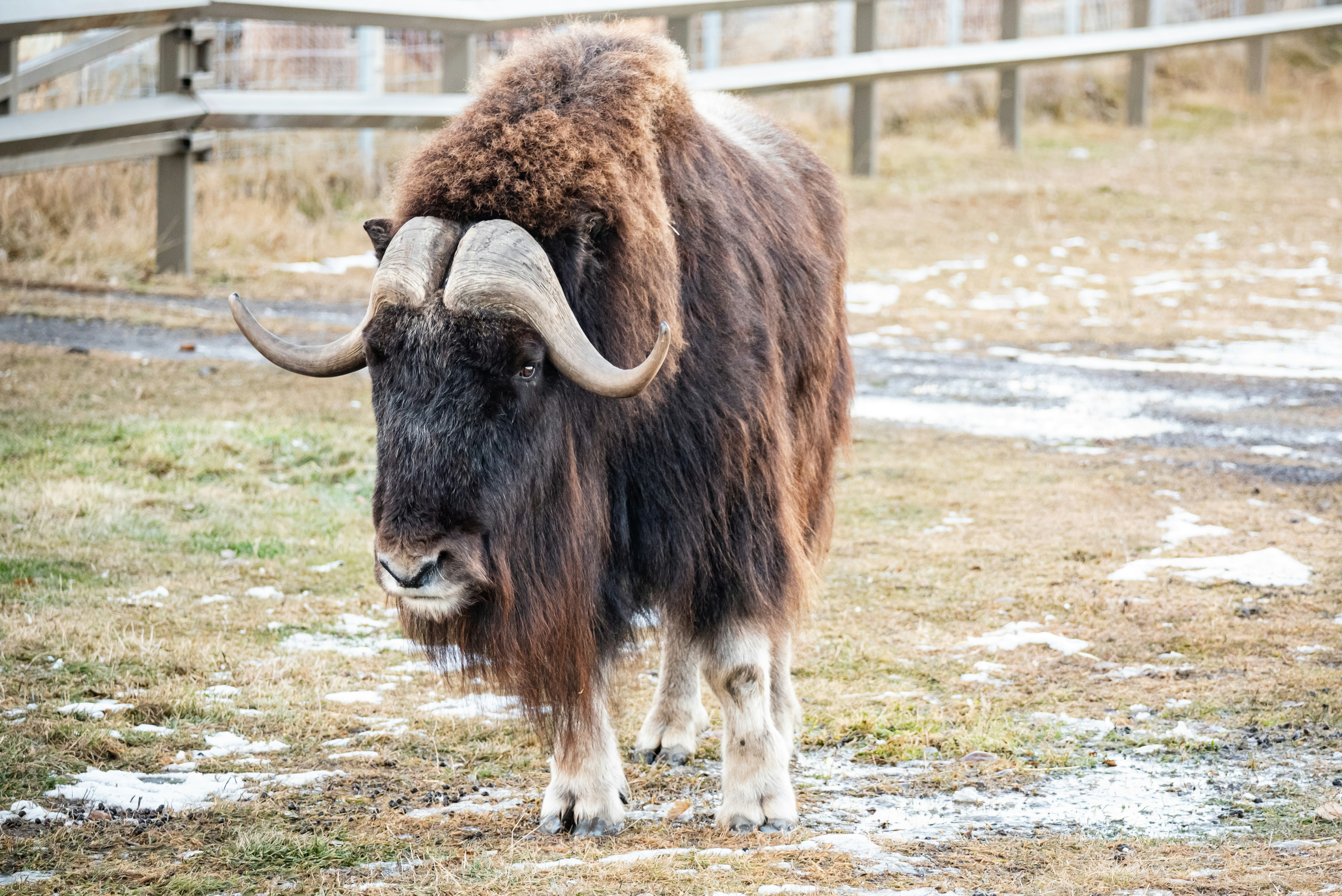 Ares the Highlander: Strong Horns and Weathered Coat in a Winter Patch