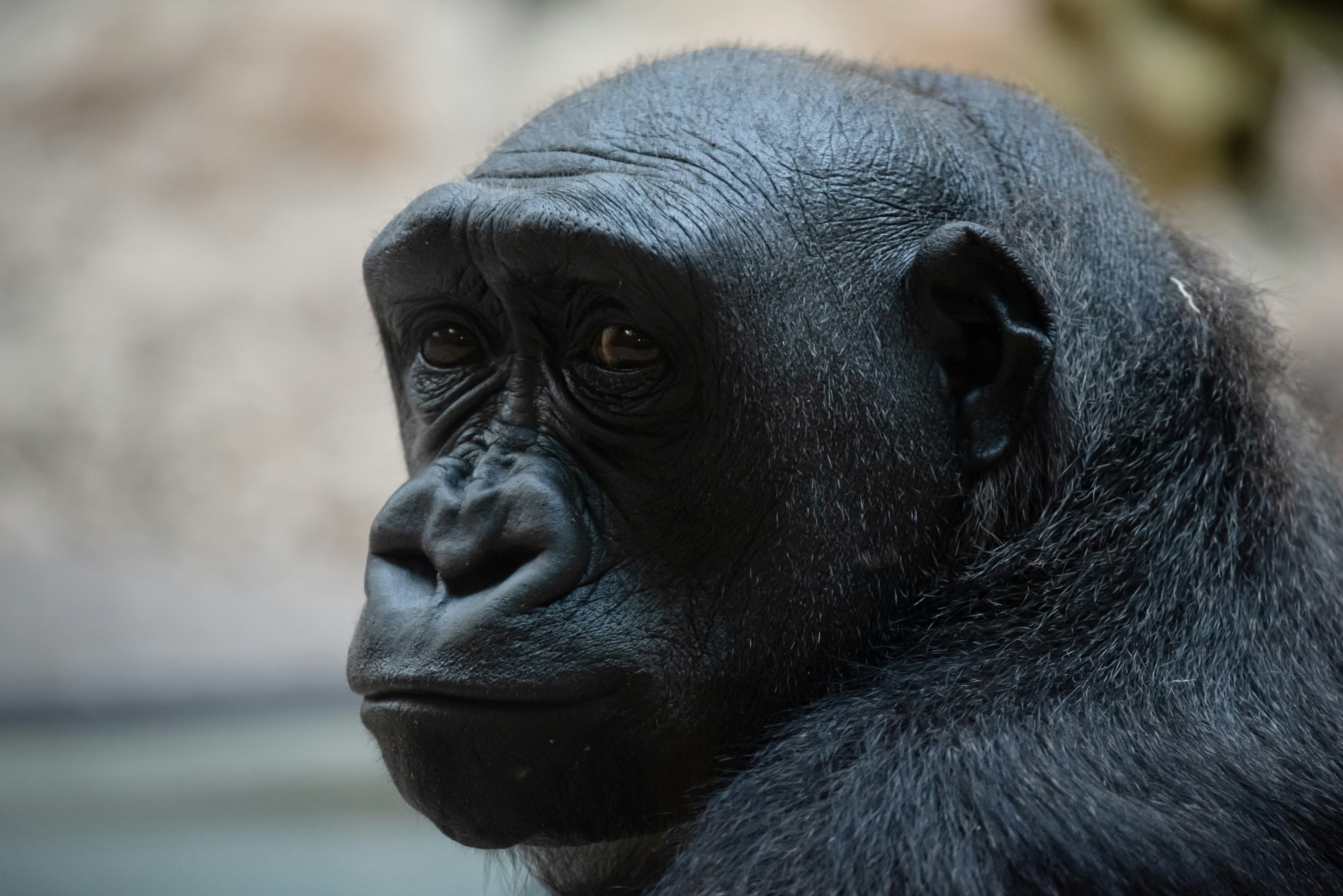 Gentle Gaze: A Close Portrait of a Chimpeness