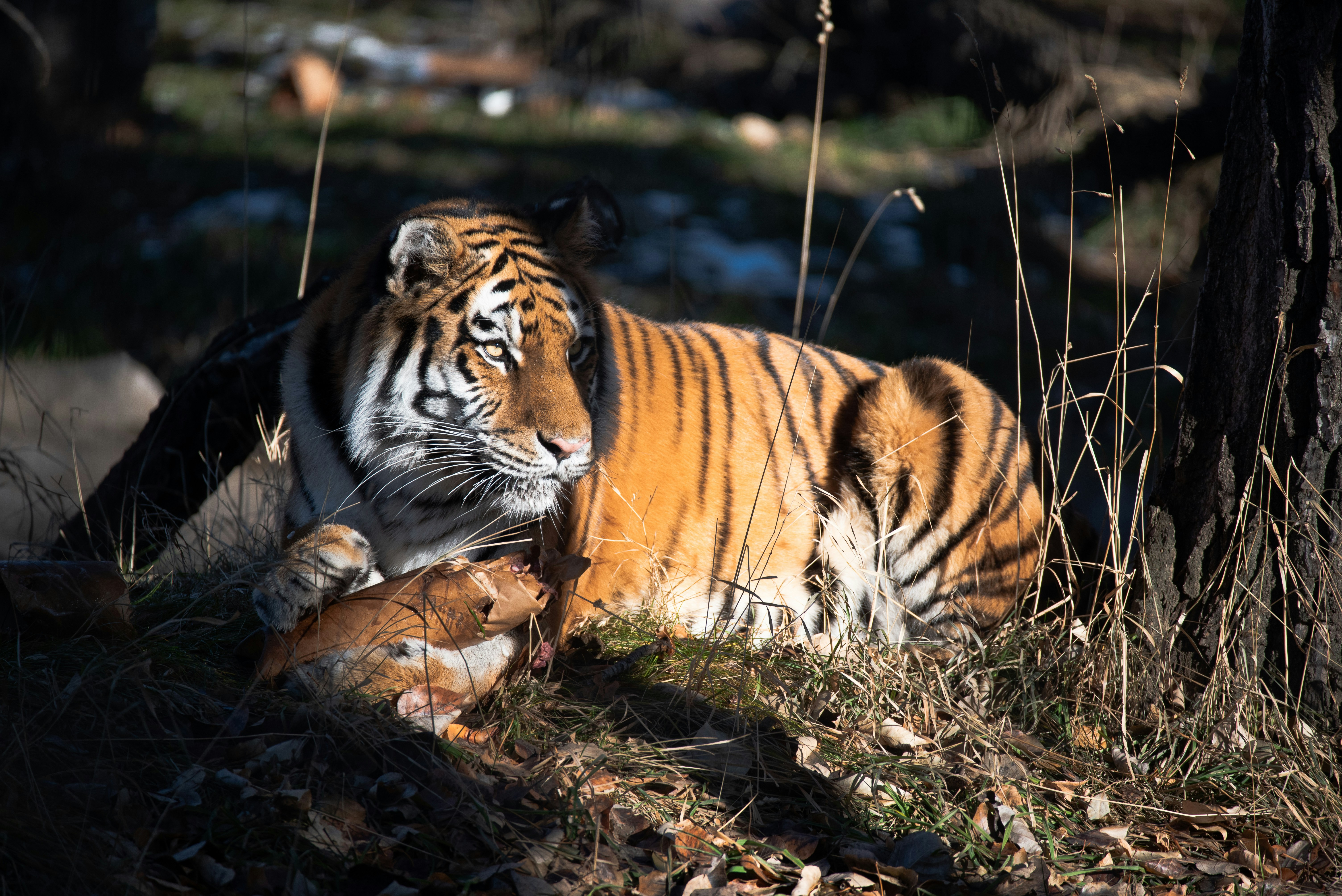 Tiger at Rest in Dappled Light