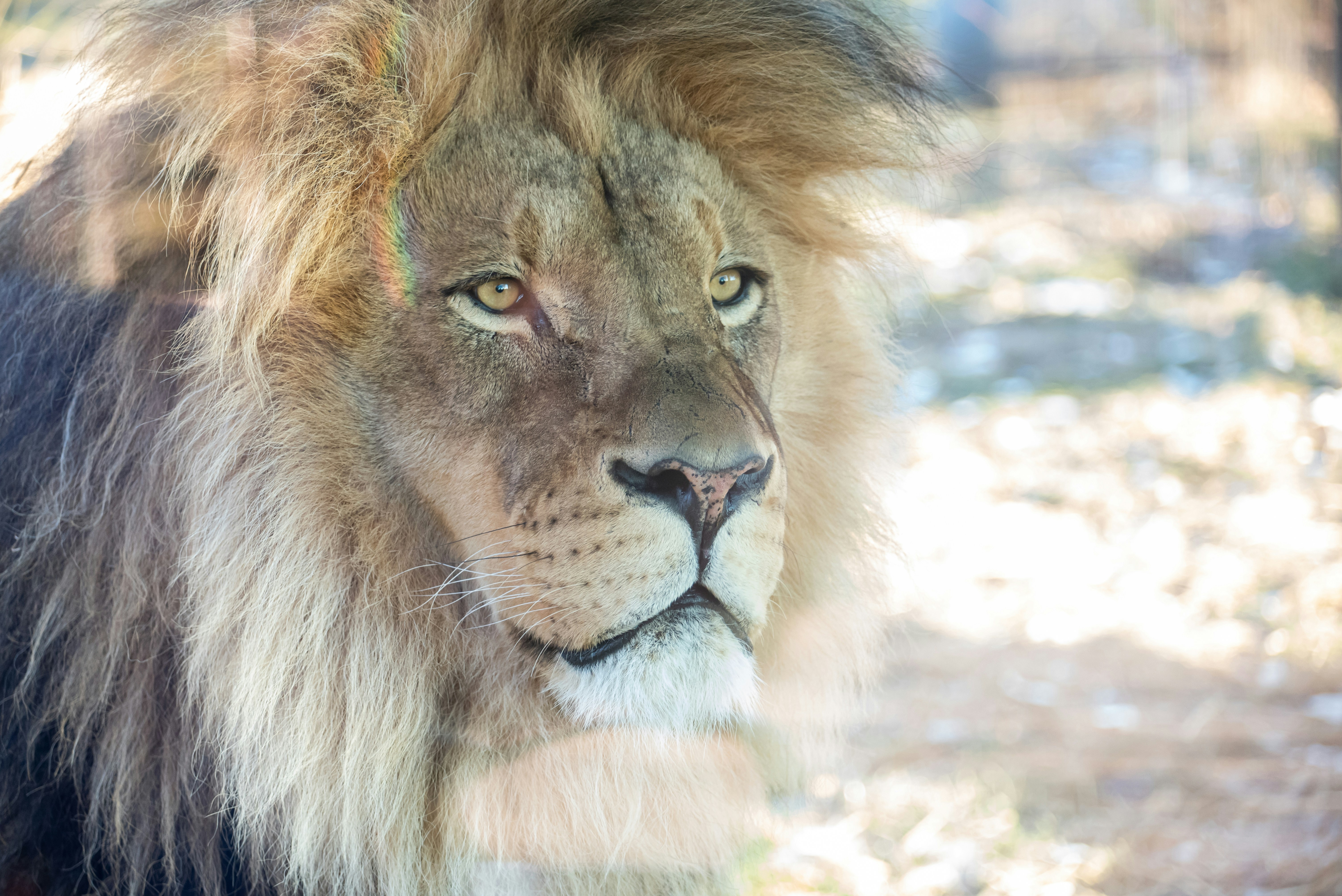 Majestic Gaze: A Lion's Portrait in Gentle Light