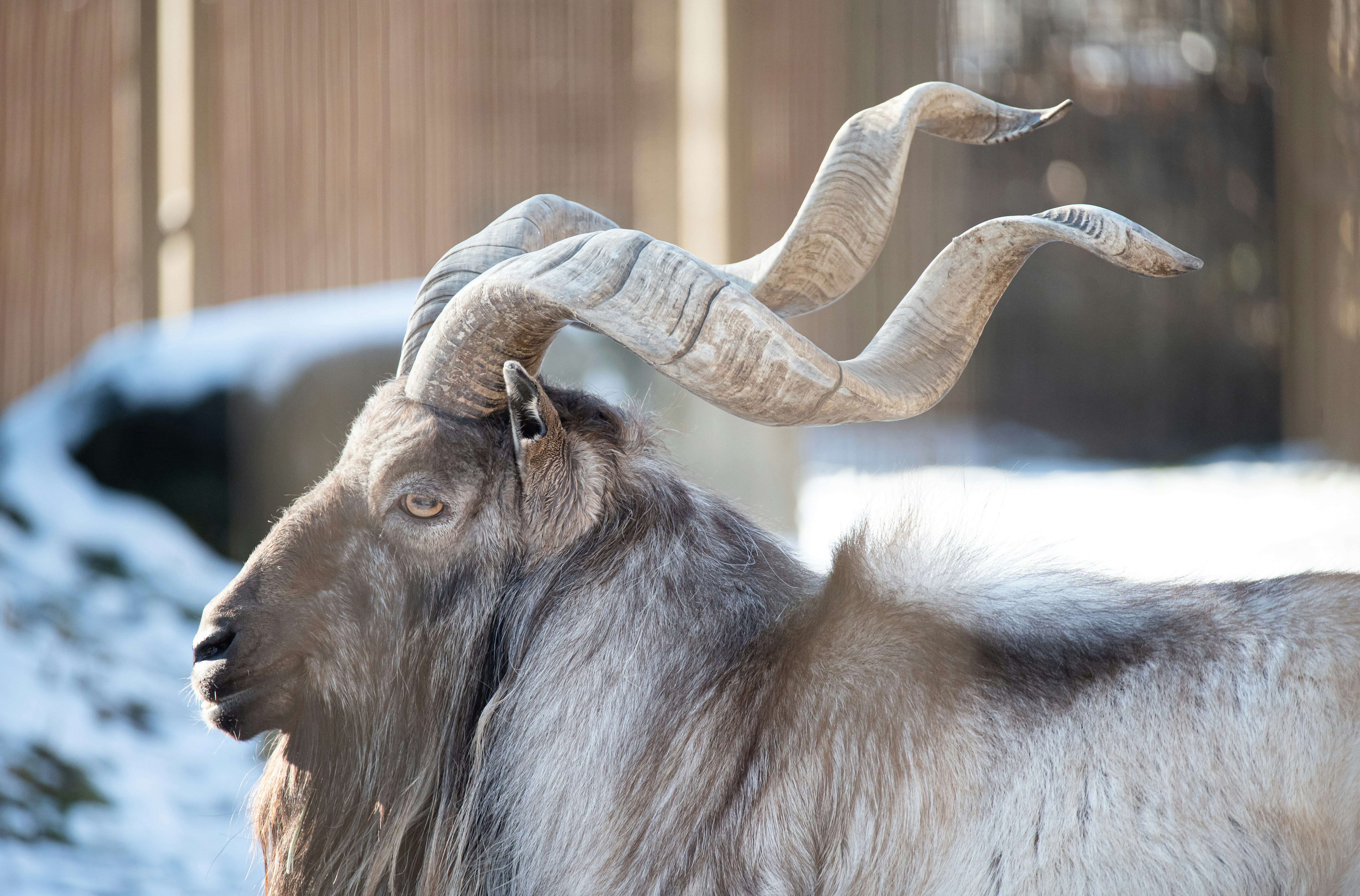 Majestic Ram in Alpine Winter Light