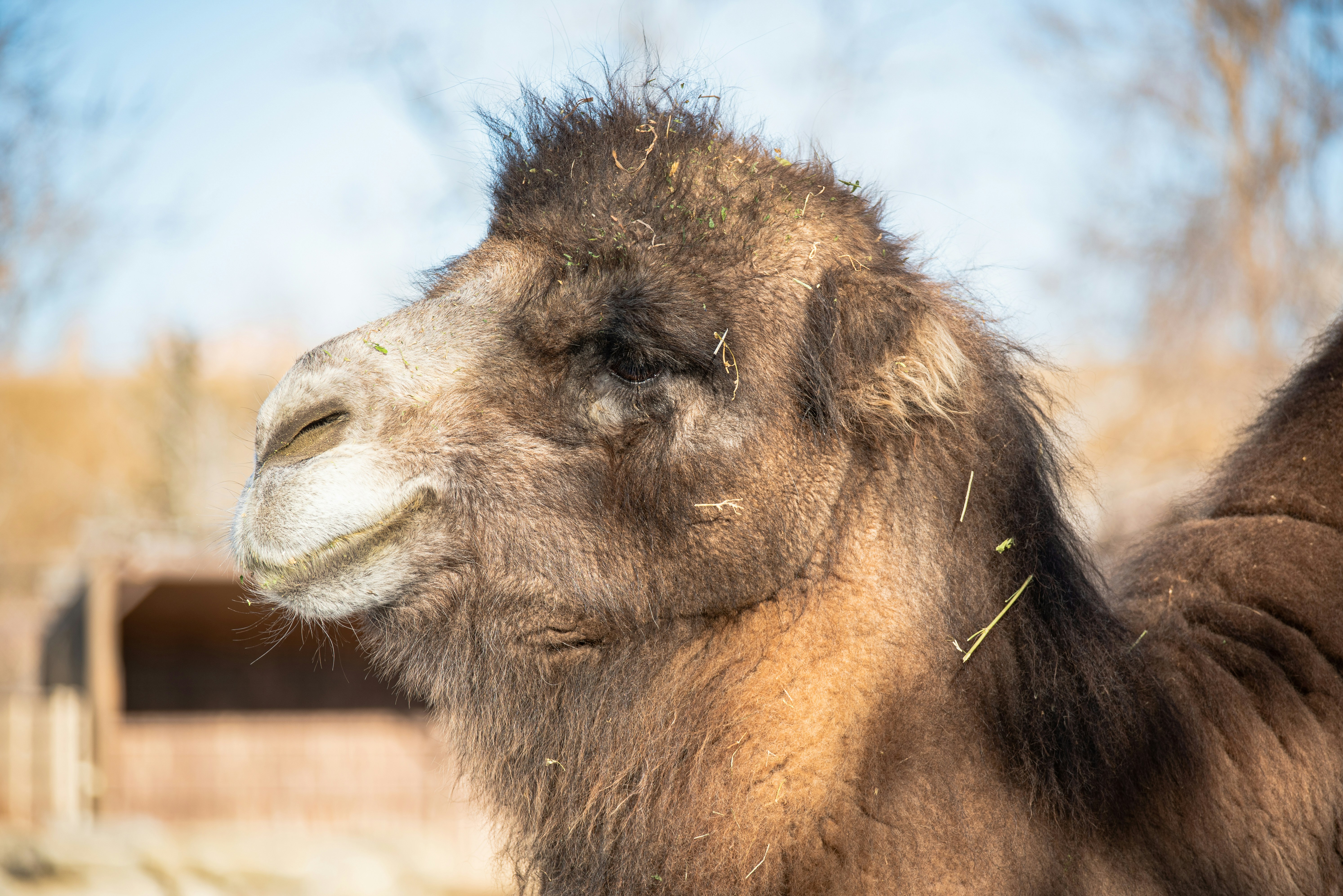 Close-Up Portrait of a Humble Camel in Sunlit Pasture