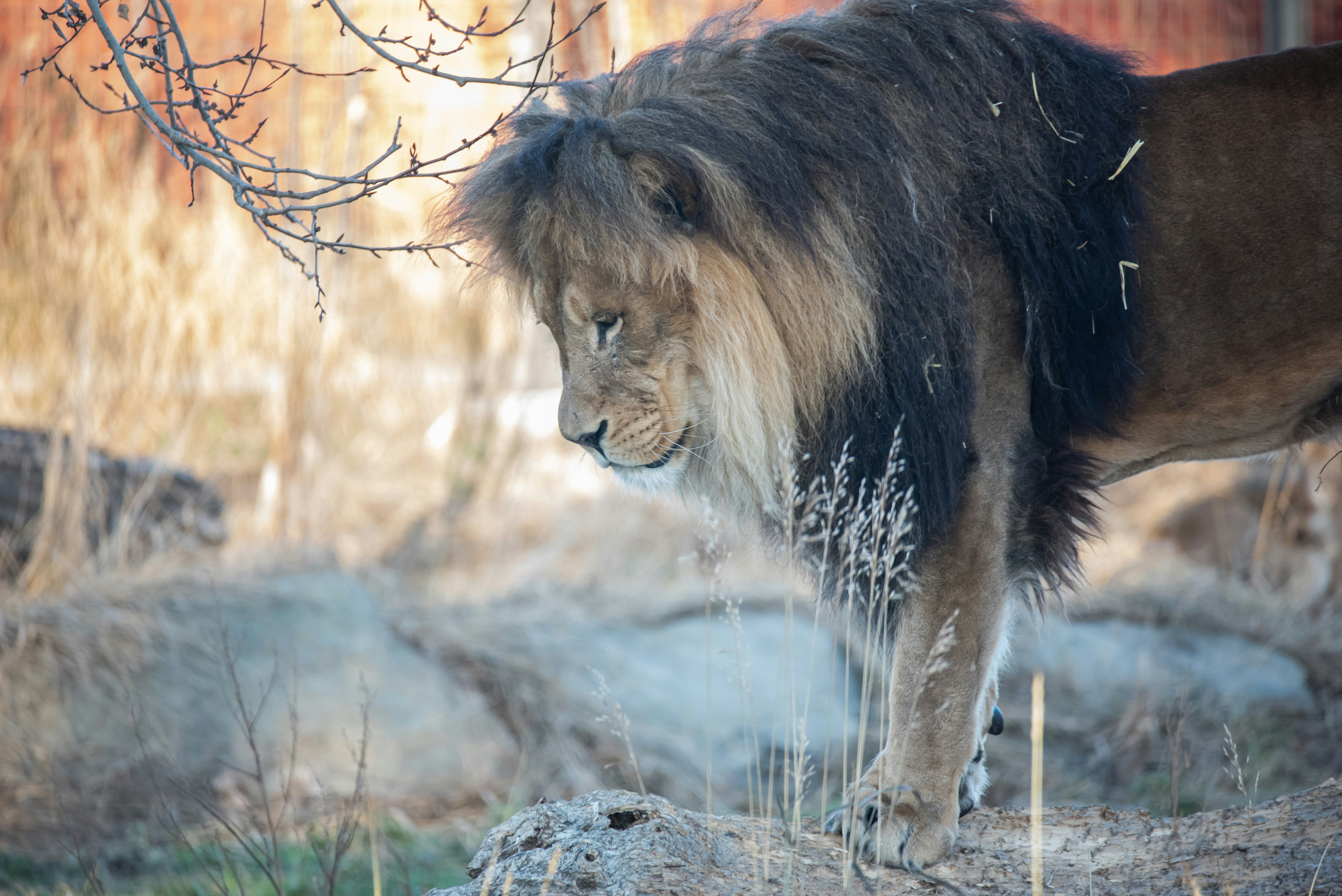 Majestic Stare: Lion in Quiet Sandstone Light