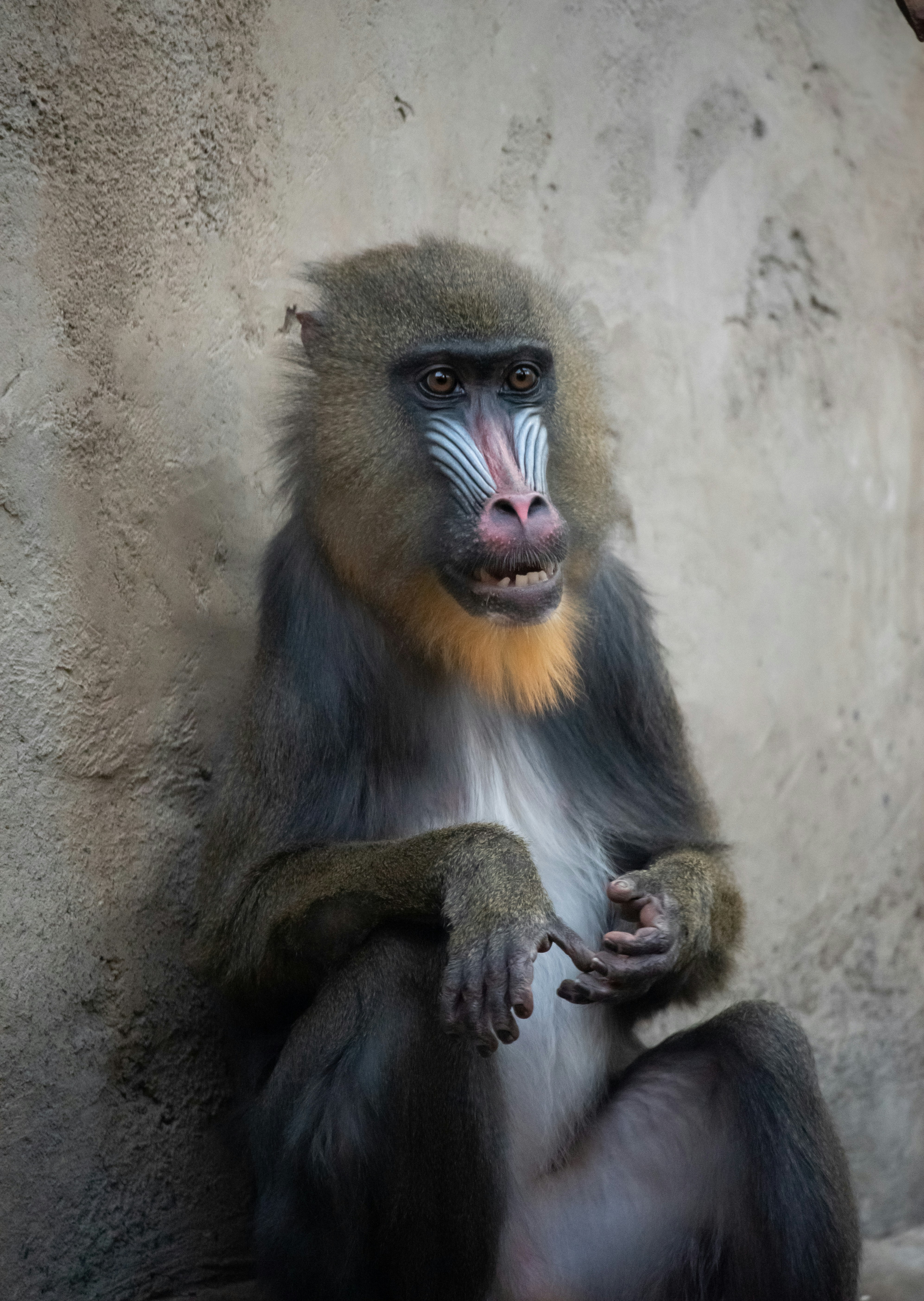 Gentle Primate in Rustic Spotlight