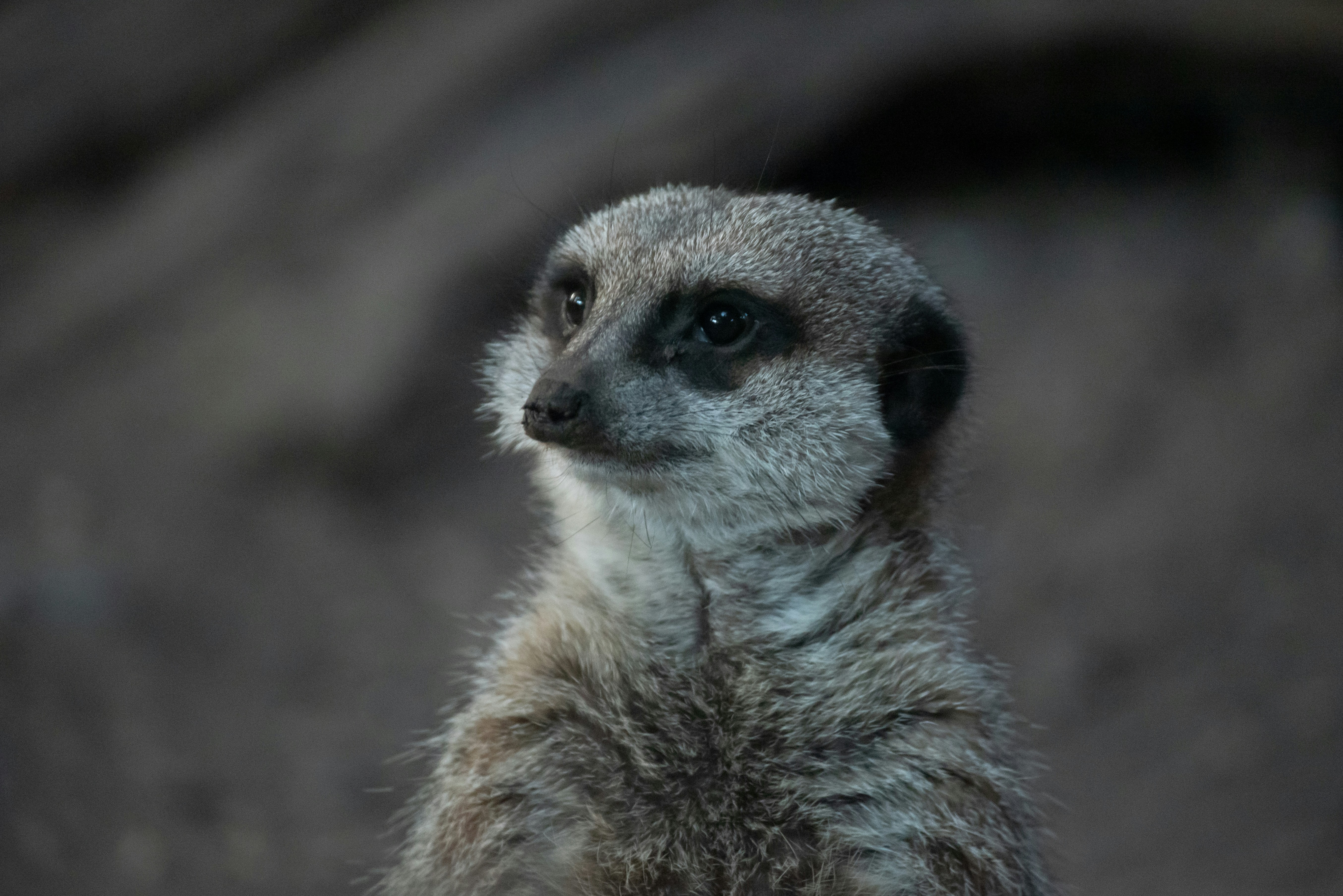 Curious Meerkat Scout Under Soft Dusk Light