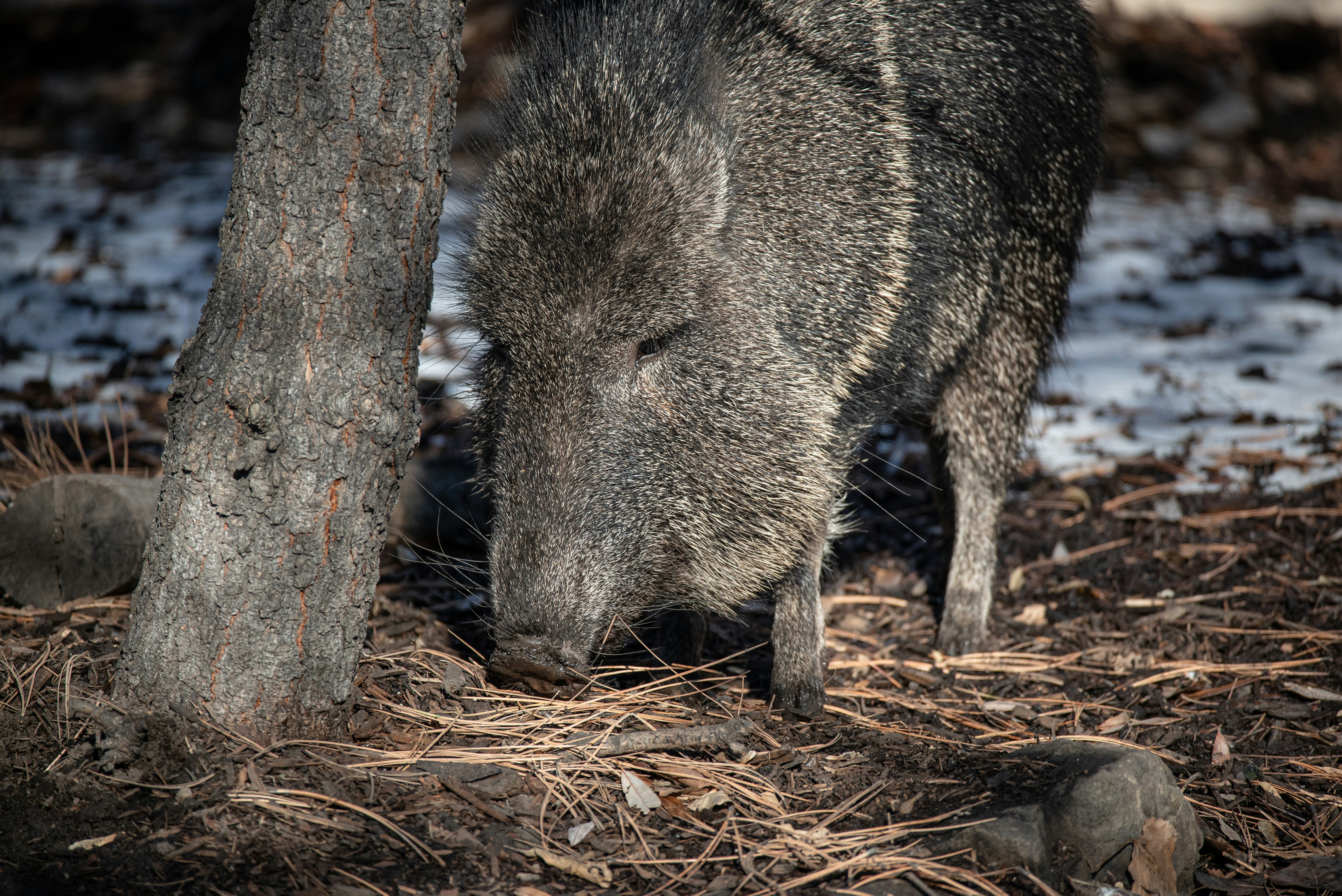 Close-Up of a Wondrous Striated Coat: A Focus on a Warthog's Underbelly