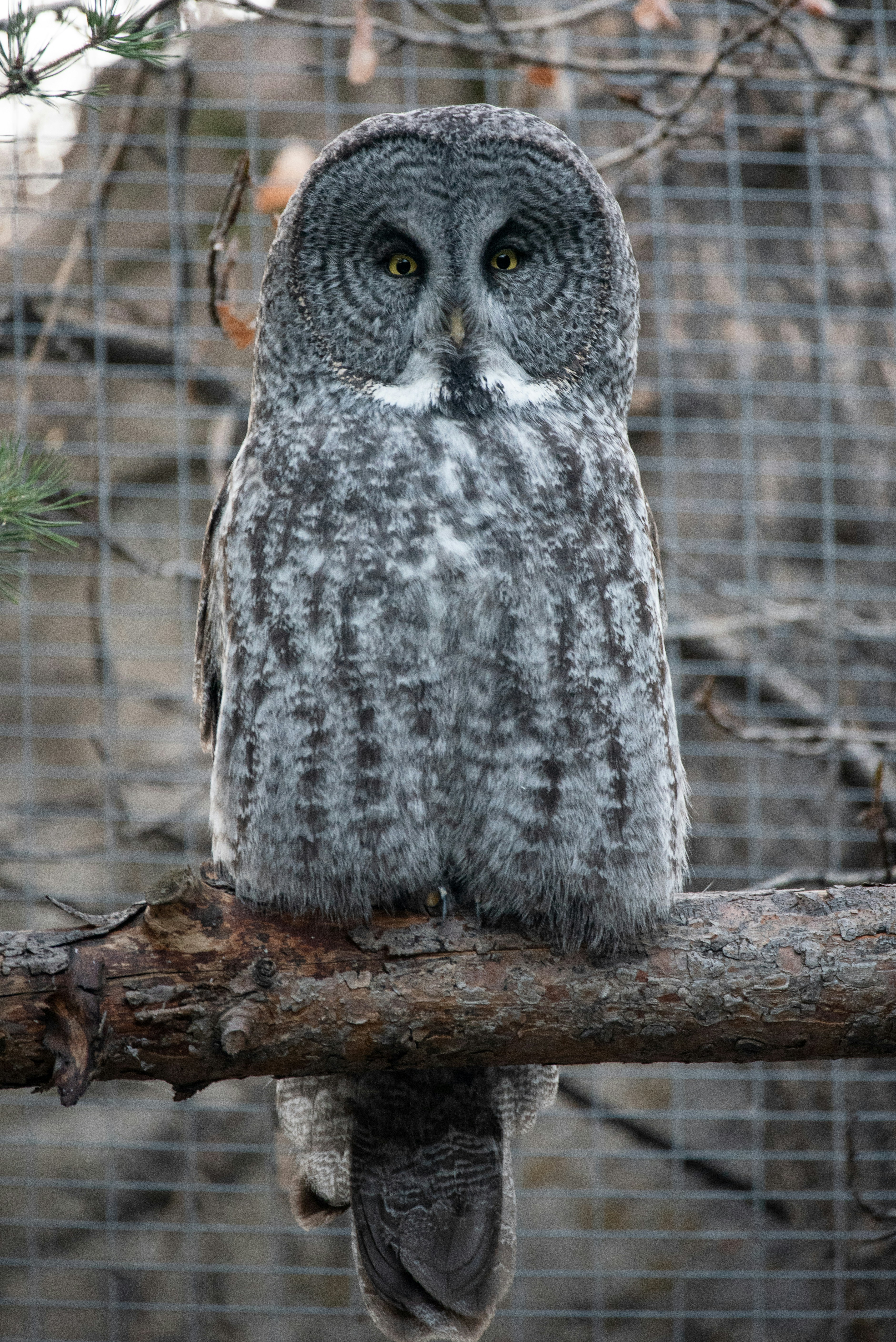 Midnight Sentinel: The Grey Owl Framed by Wire Mesh