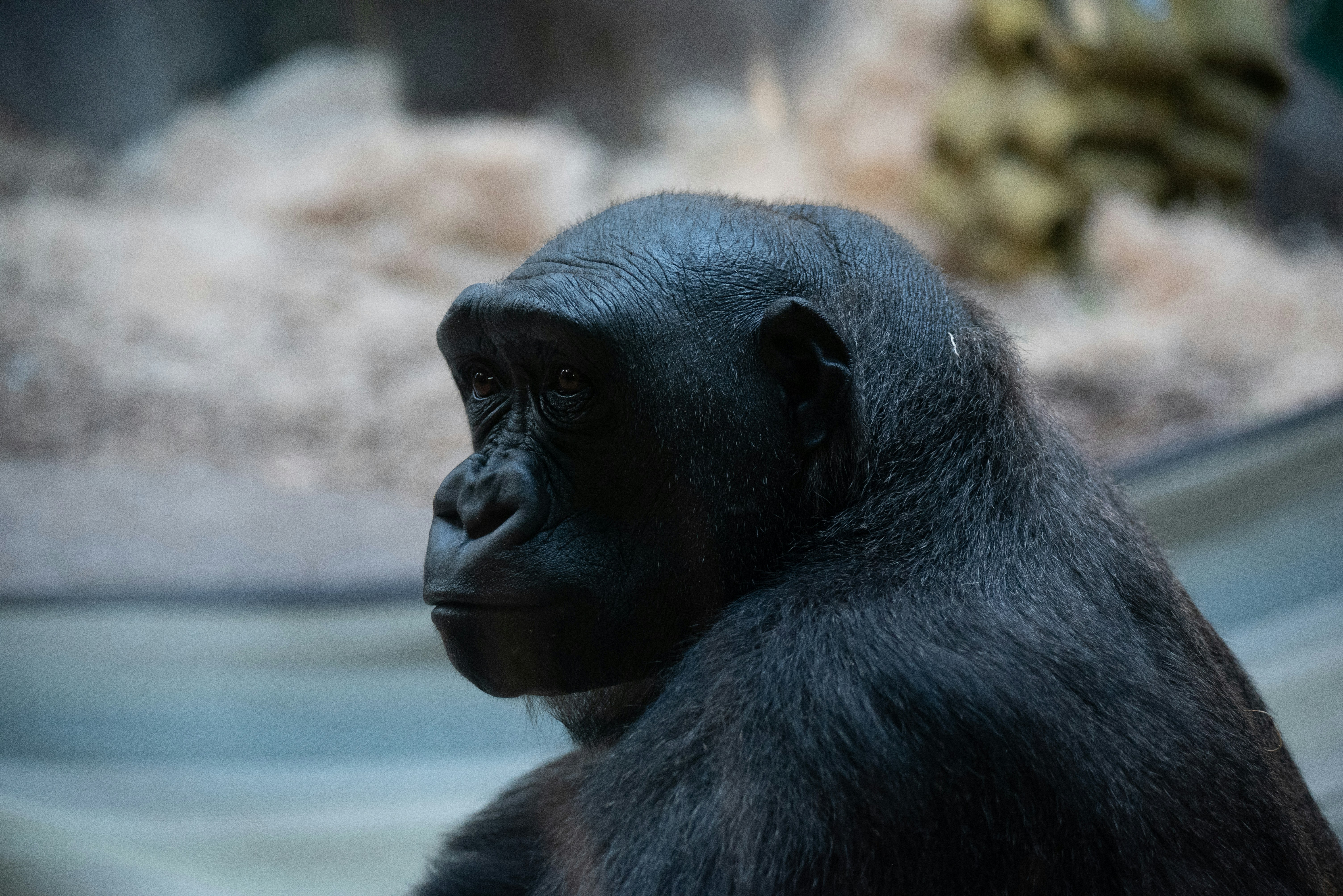 Quiet Gaze: A contemplative chimpanzee against a softly blurred habitat