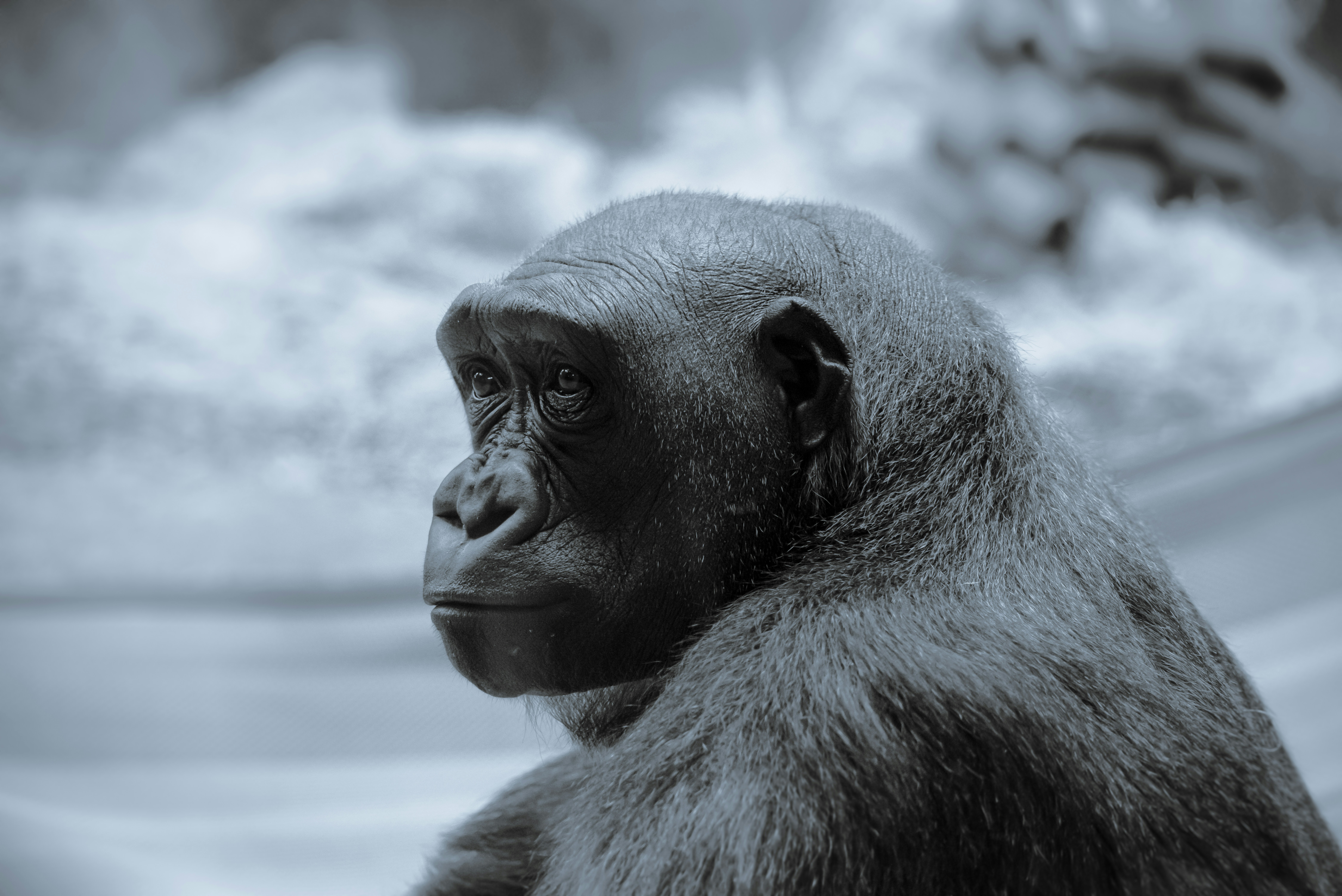 Quiet Gaze: A Primates portrait in cool tones