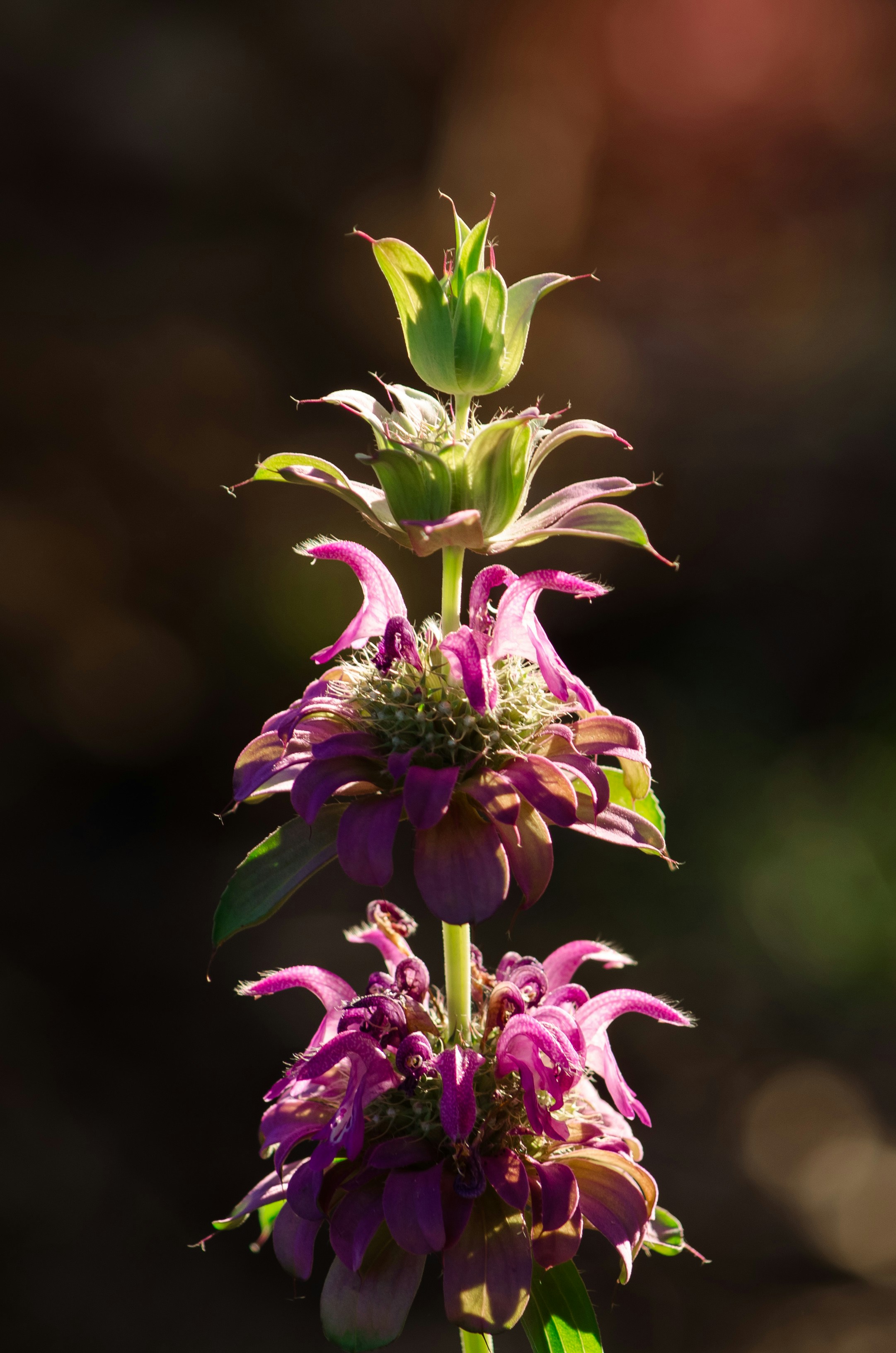 Purple Crown of Petals: A Staged Apple of Color in Backlit Quiet