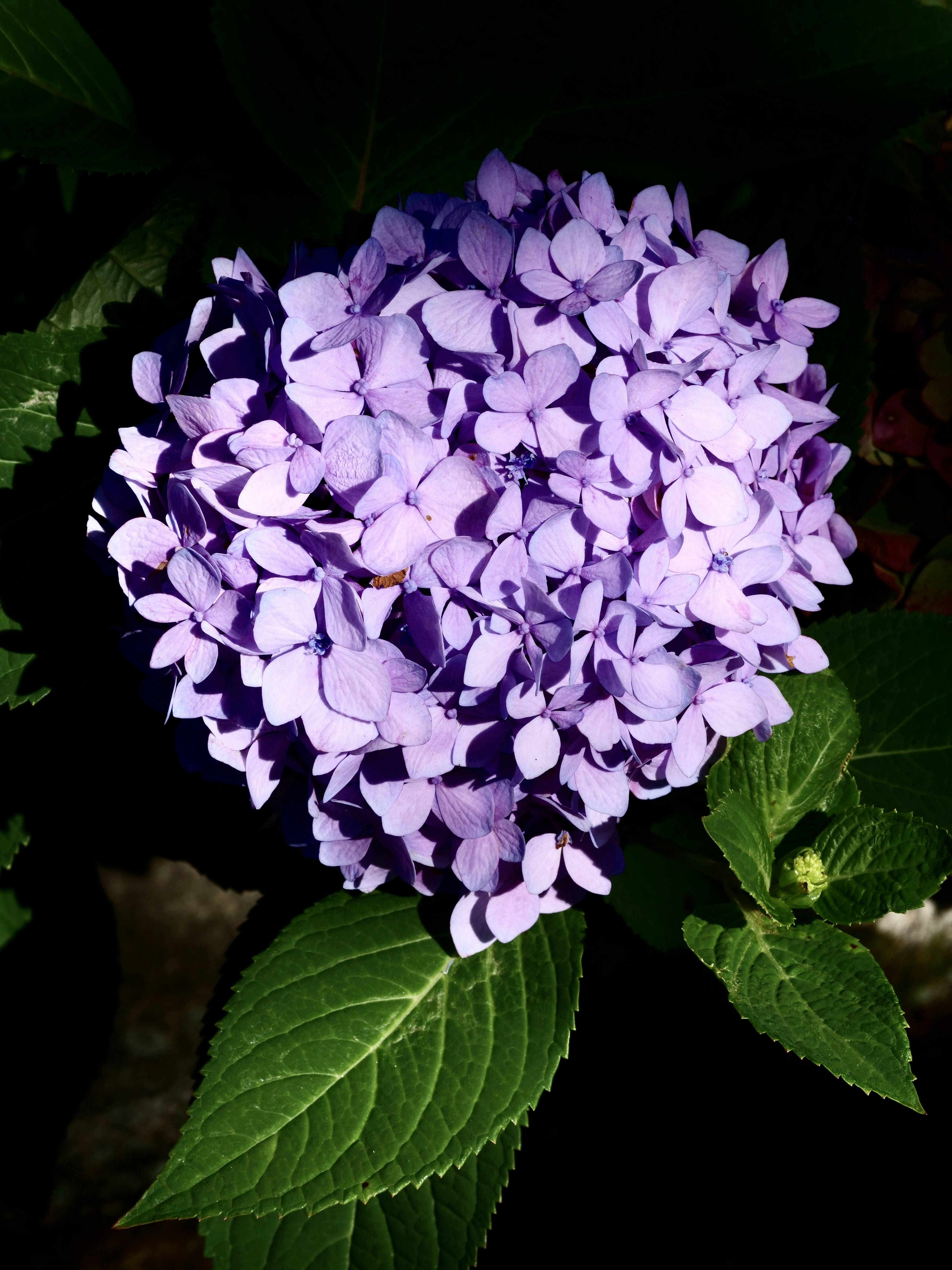 Purple Hydrangea Bloom in Morning Light