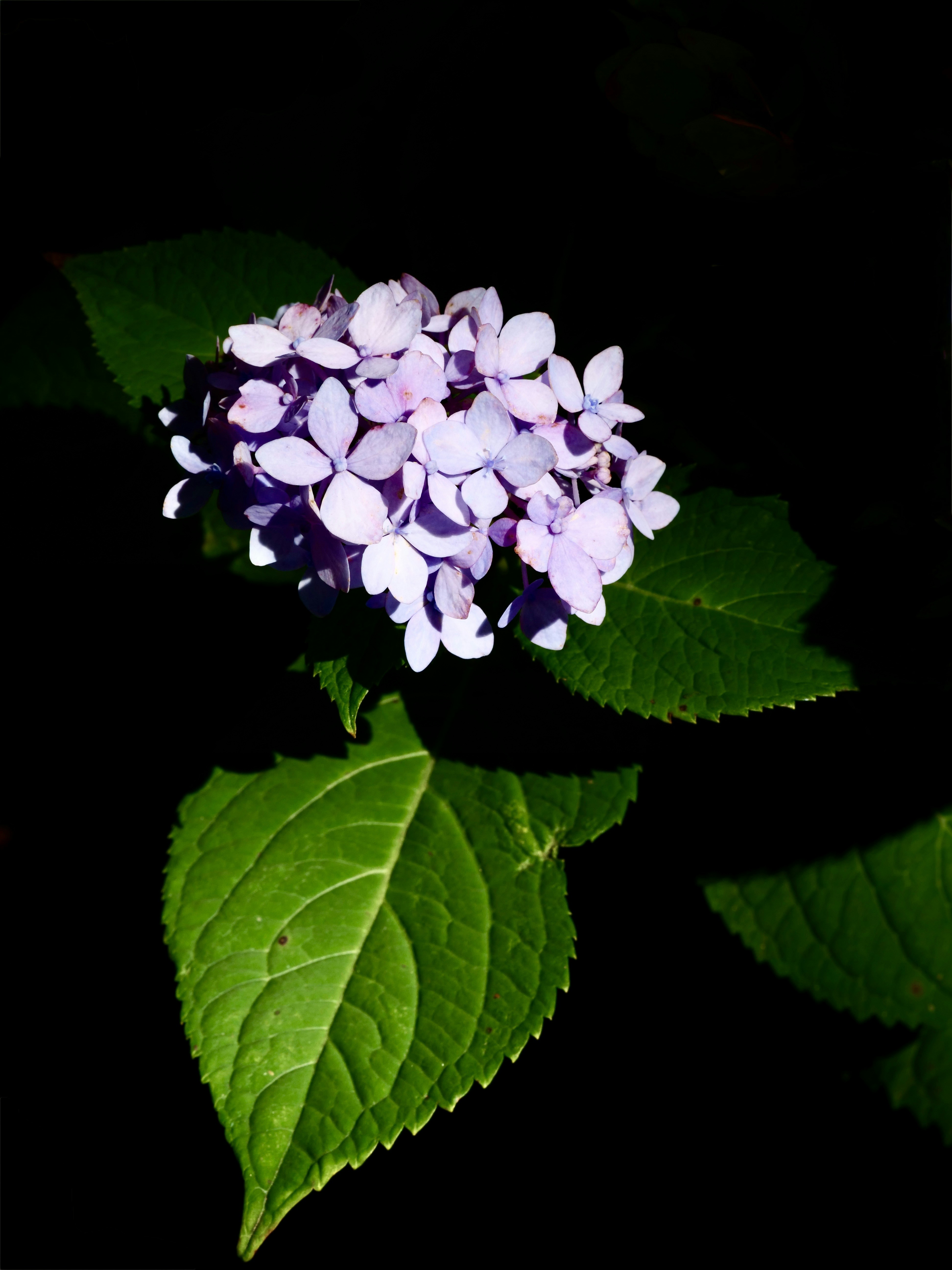 Pastel Hydrangea Spotlight
