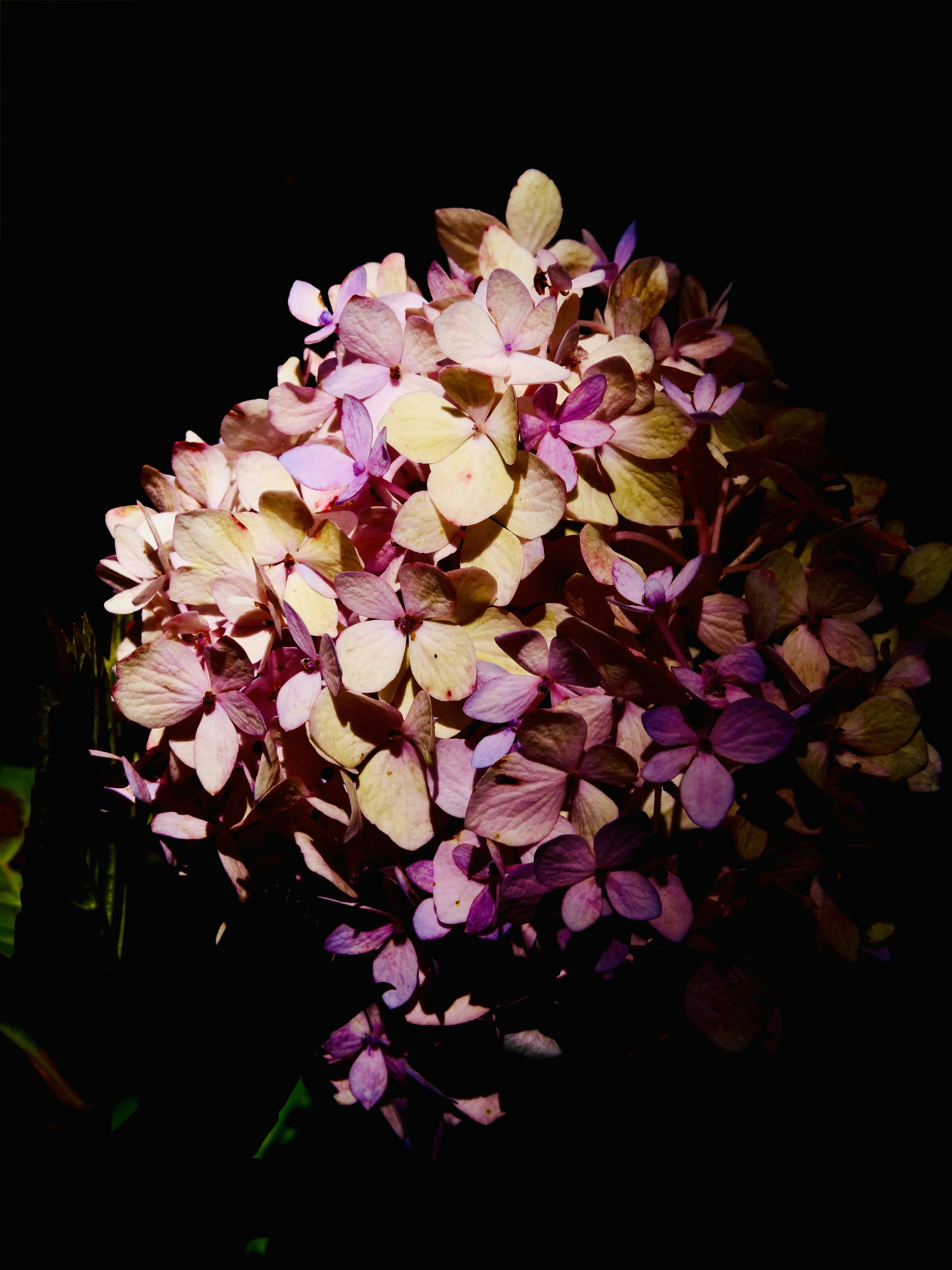 Hydrangea Bloom in Spotlight: Velvet Pink Hue on a Velvet Night