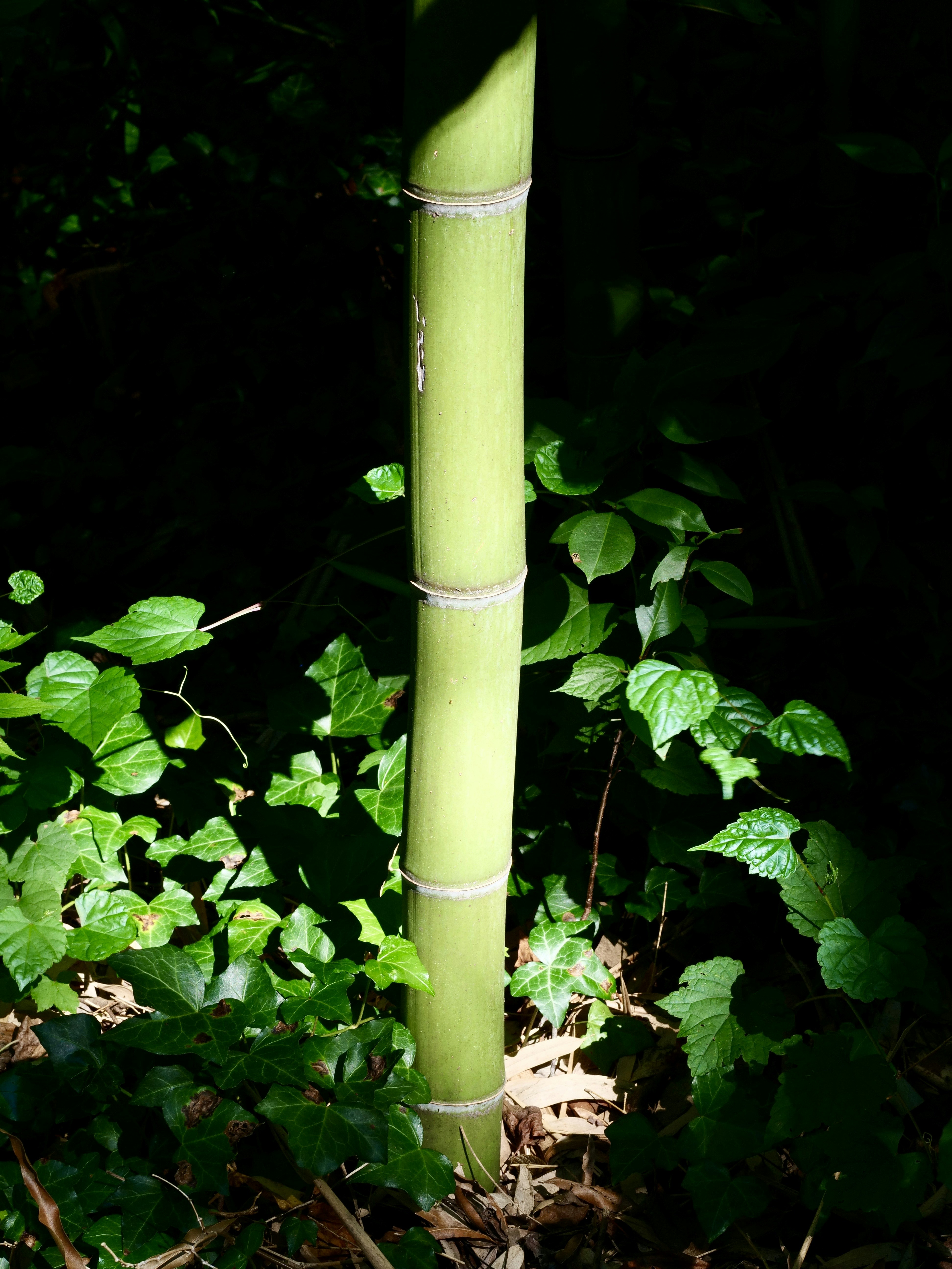 Luminous Bamboo Stalk Surrounded by Shade and Greenery