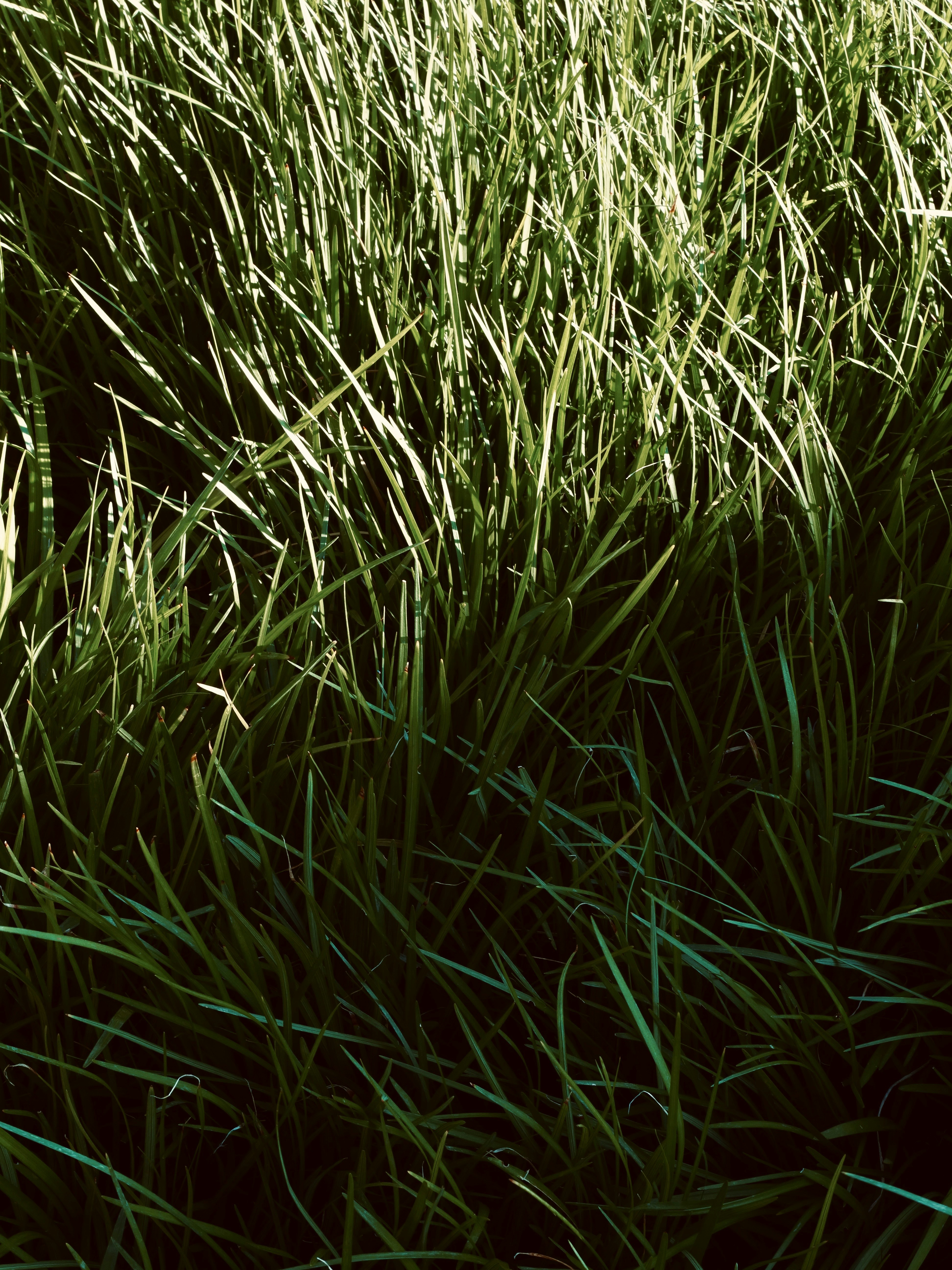 Verdant Curtain: Sunlit Grass Weaves Through the Frame