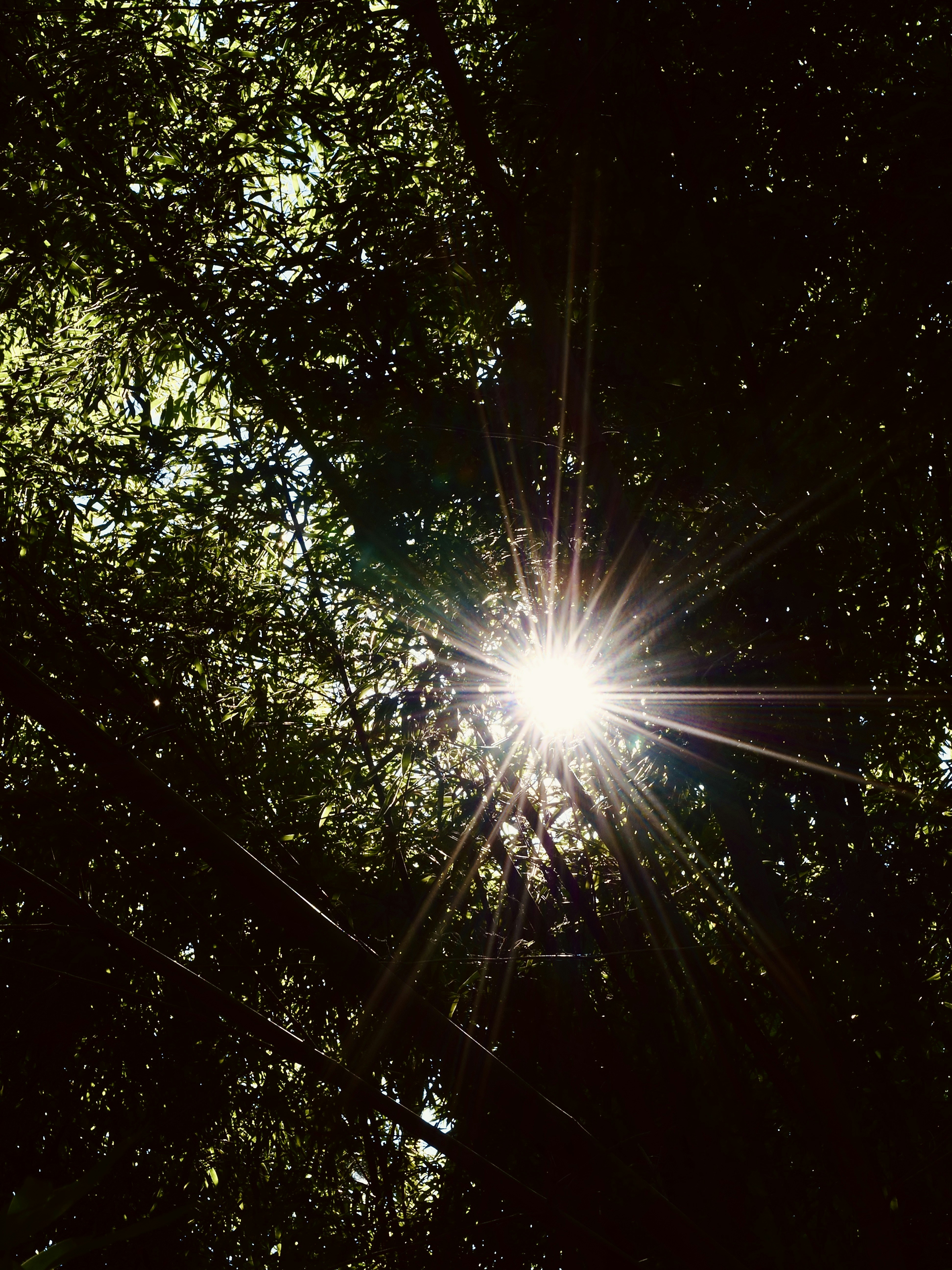 Sunburst Through Canopy: Forest Light Fractures