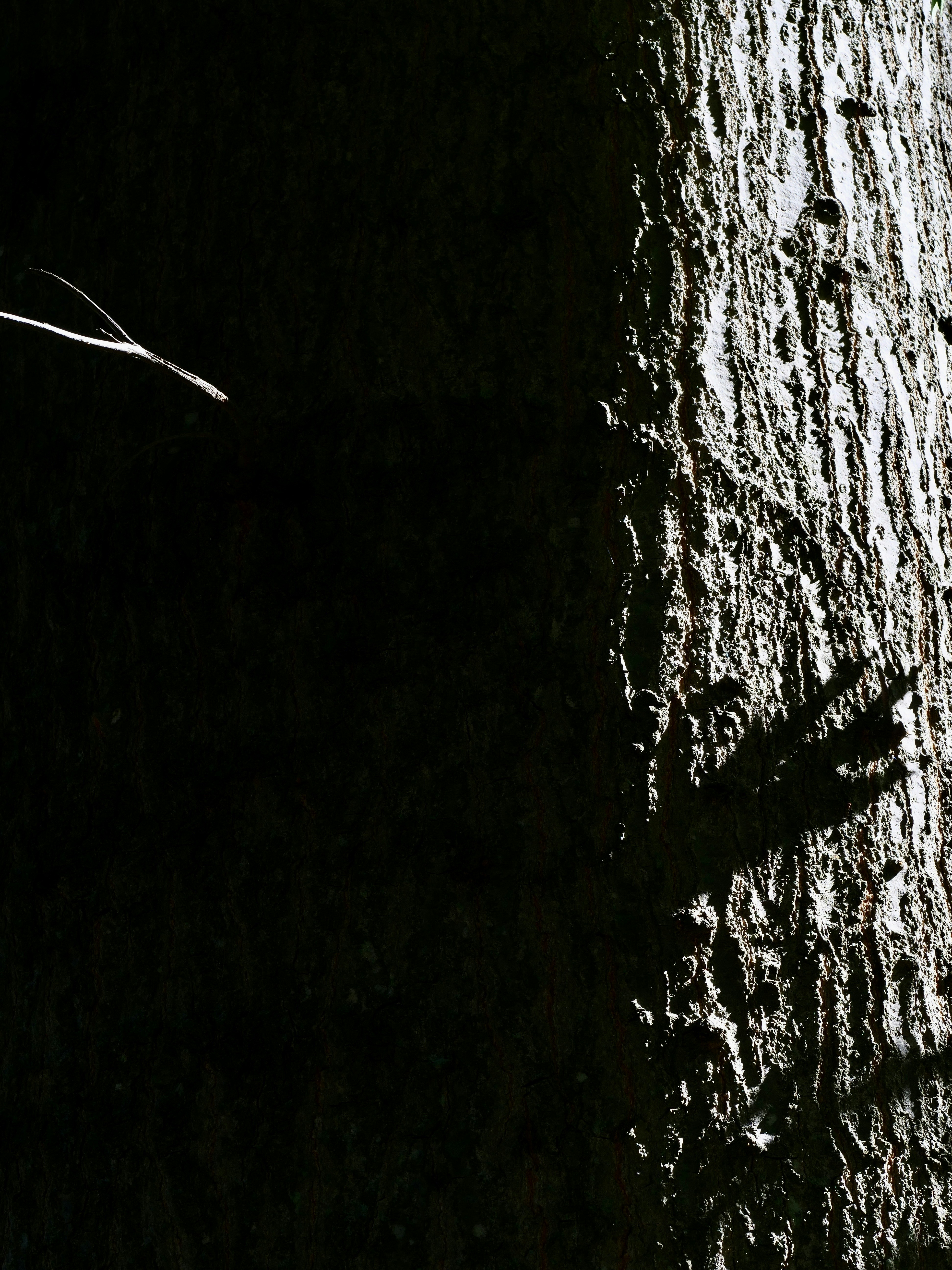 A Lone Branch Across the Edge of Darkness