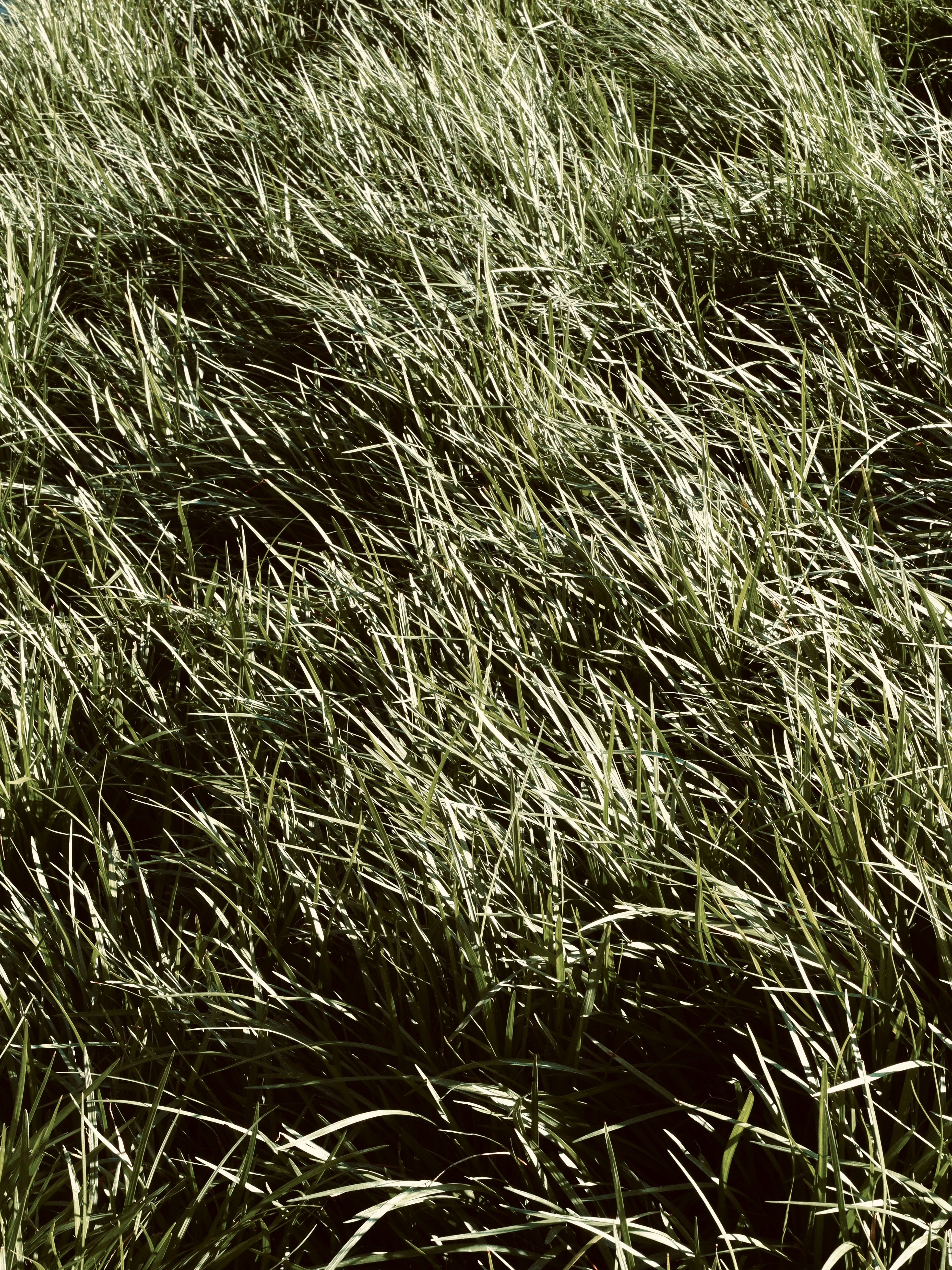 Sunlit Grass Tangle: A Close-Loop of Color and Texture