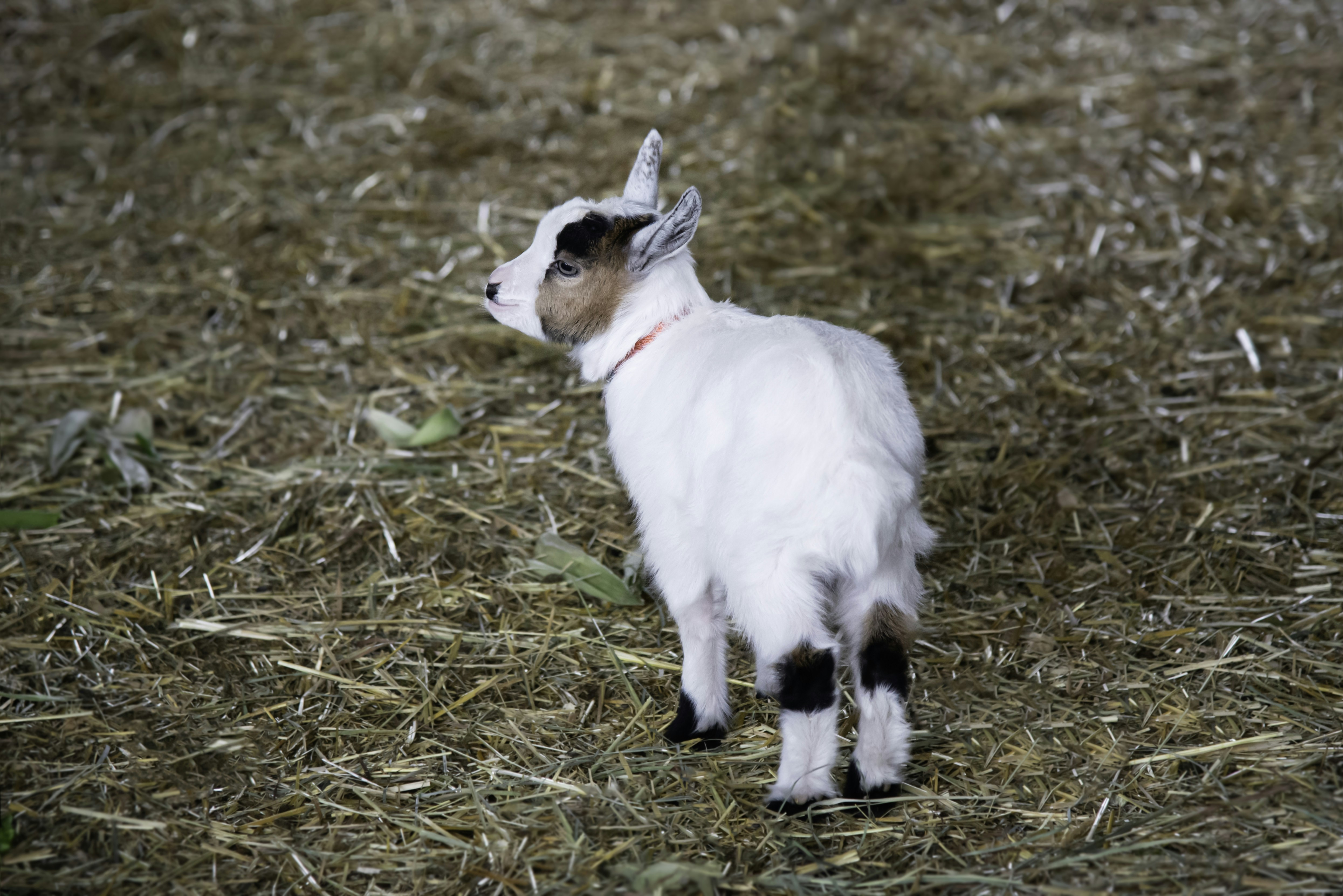 Little Caprine in a Straw-Strewn Field