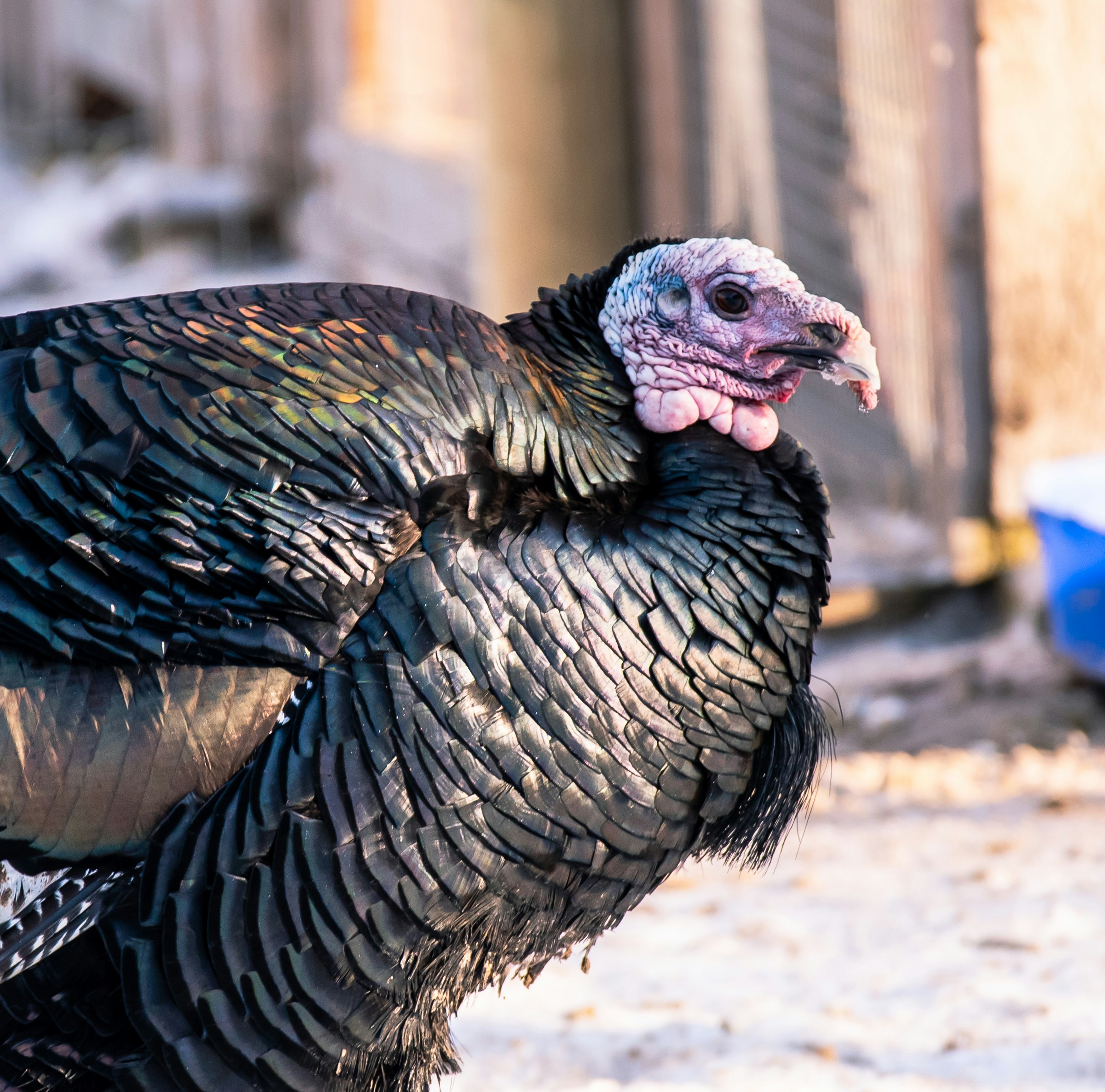 Feathered Sentinel: A Turkey Studying its Horizons
