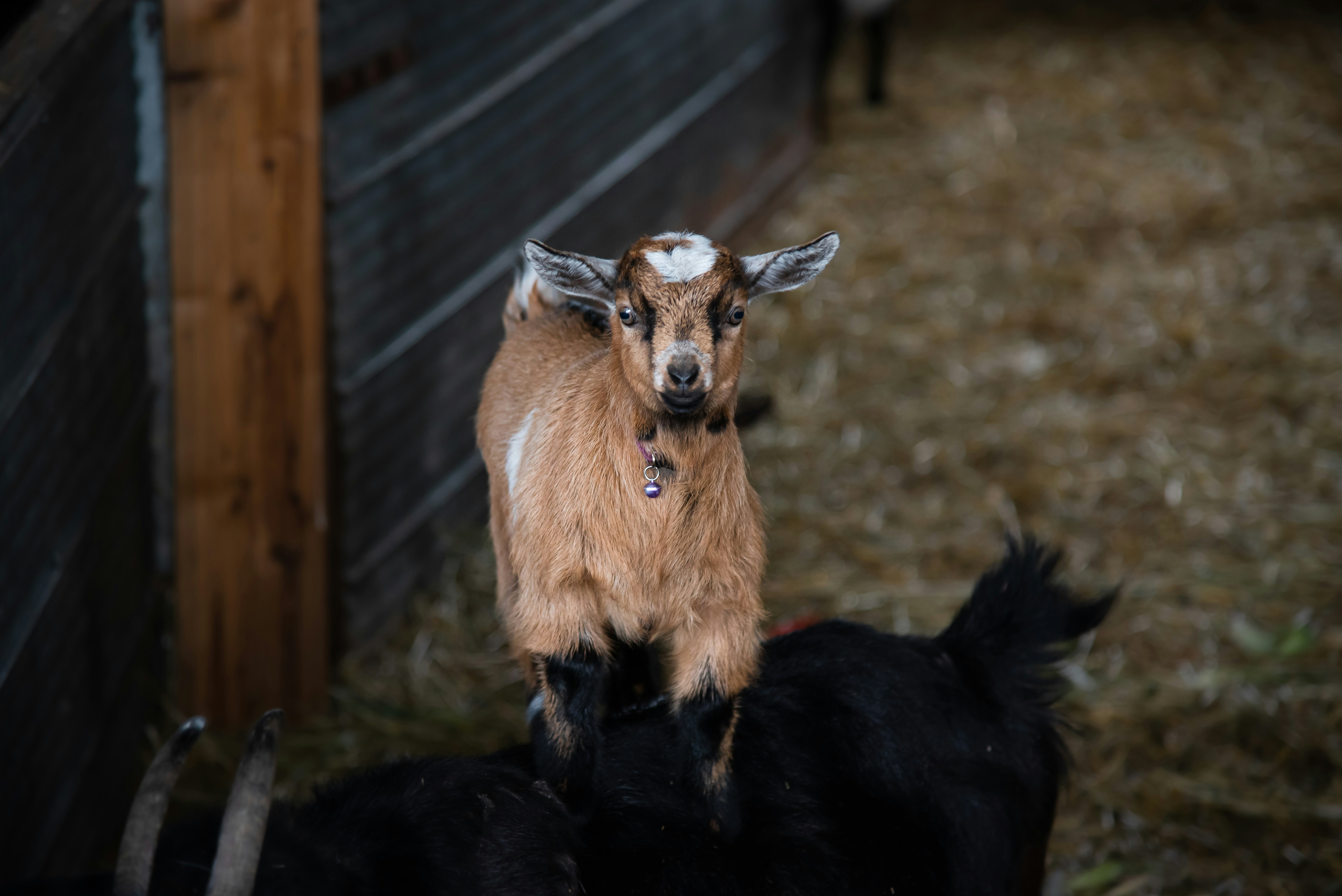 Goat in the Barnlight: a curious stare from the enclosure