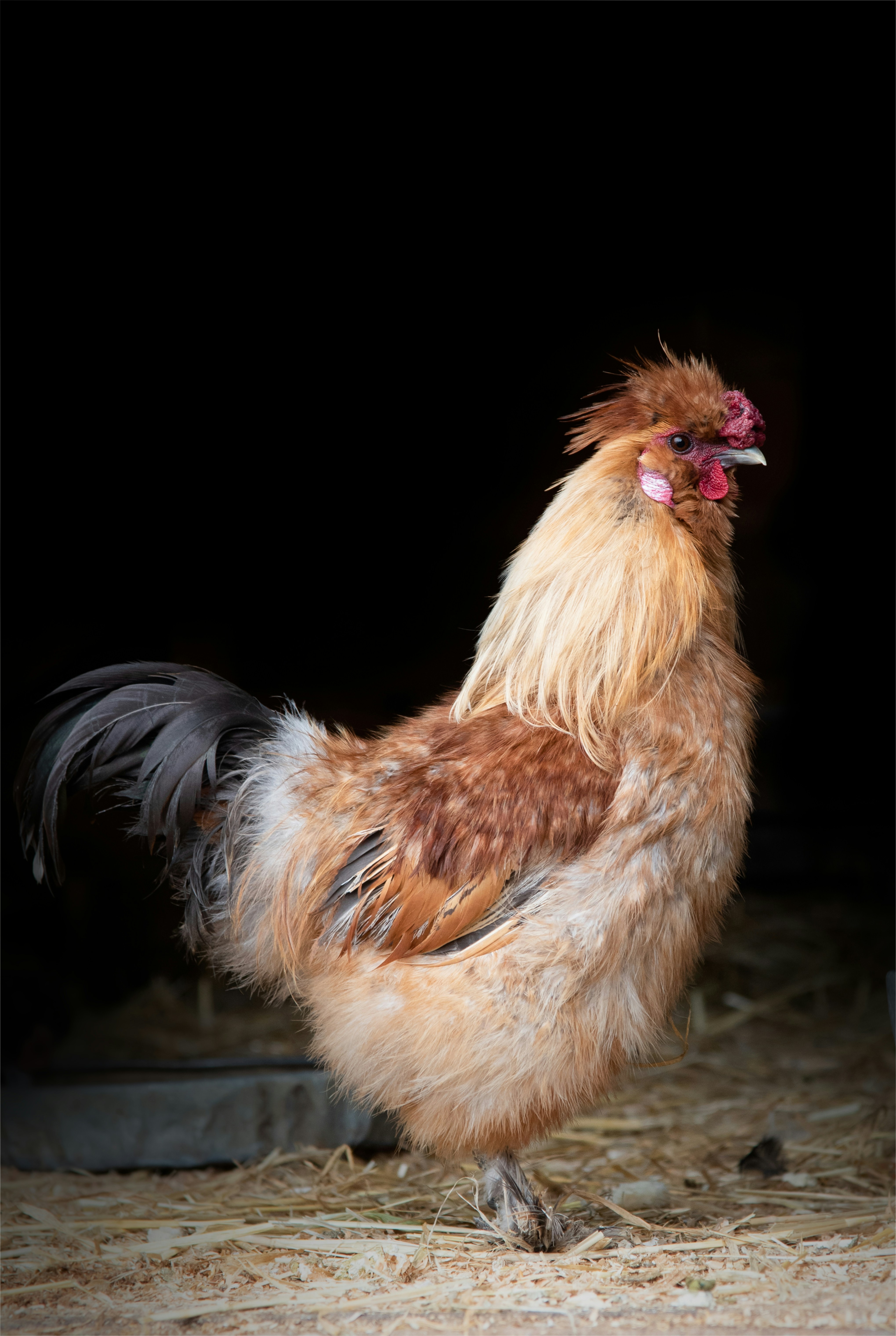 Sunlit Rooster Portrait: Graceful Stance in a Black Backdrop