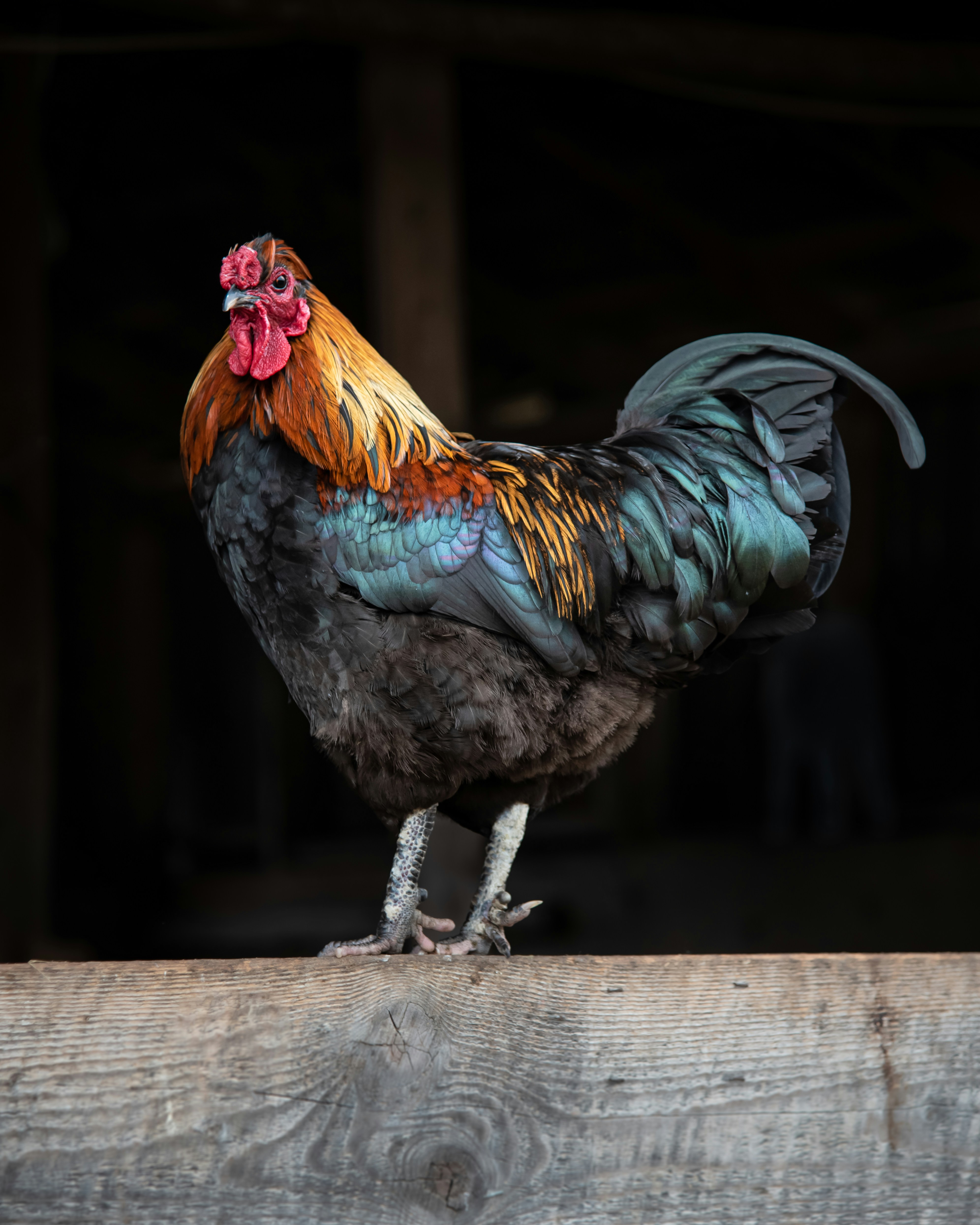 Vivid Rooster on a Weathered Plank