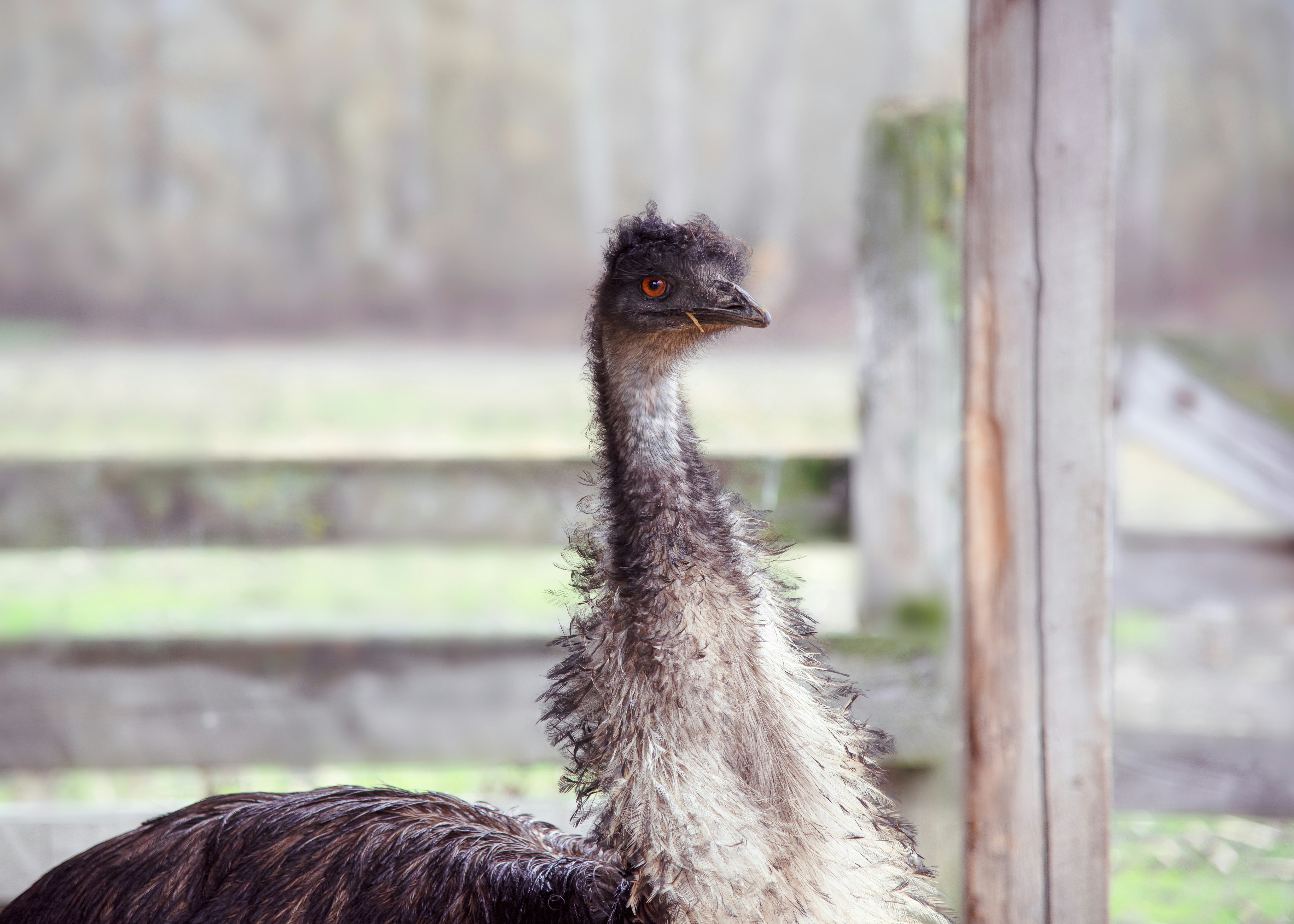 Awkward Gaze: An Emu on a Damp Morning