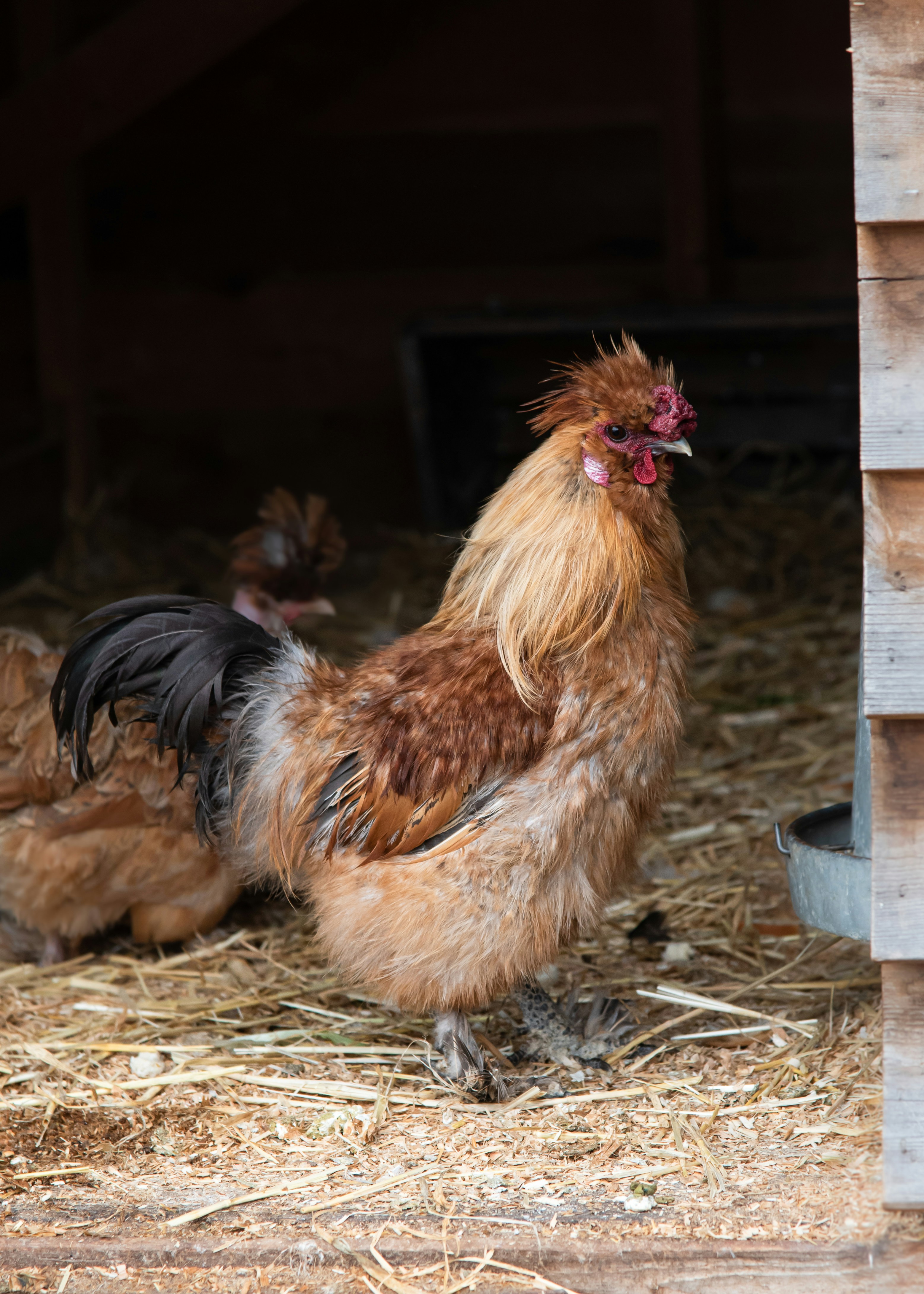 Rooster in the Barn: Sunlit Plumage and Strawbed Quiet