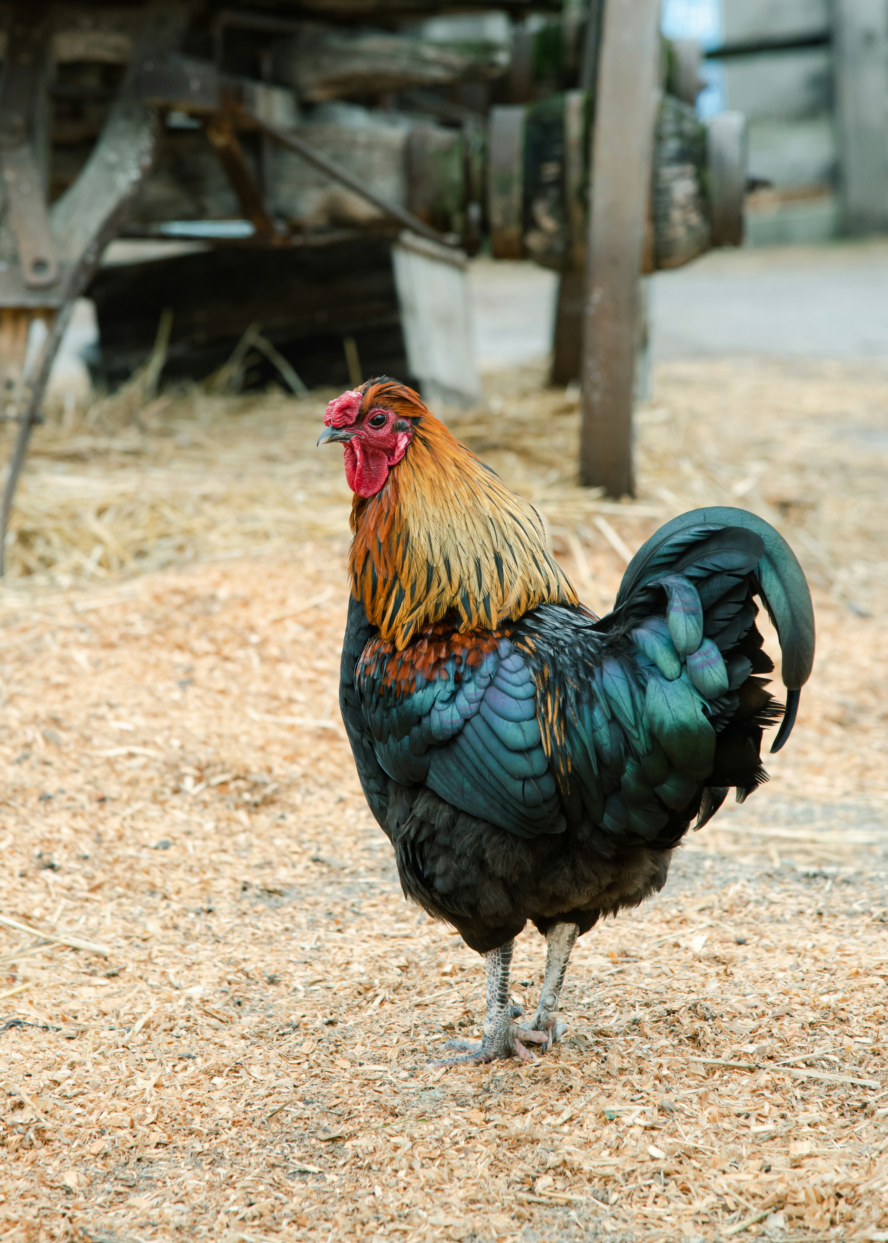 Vibrant Rooster in Sunlit Farmyard