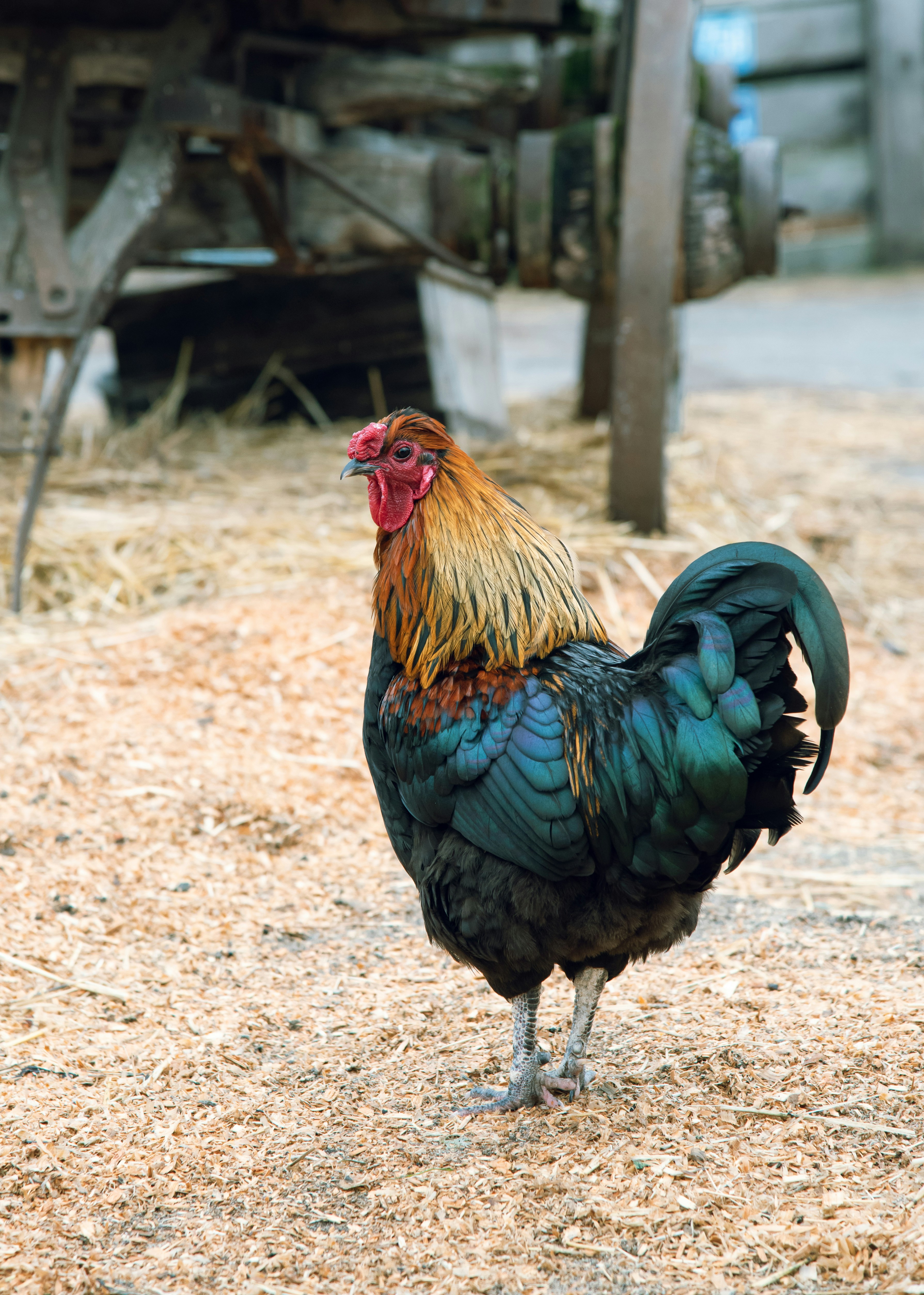 Sunlit Plumage at the Farmyard