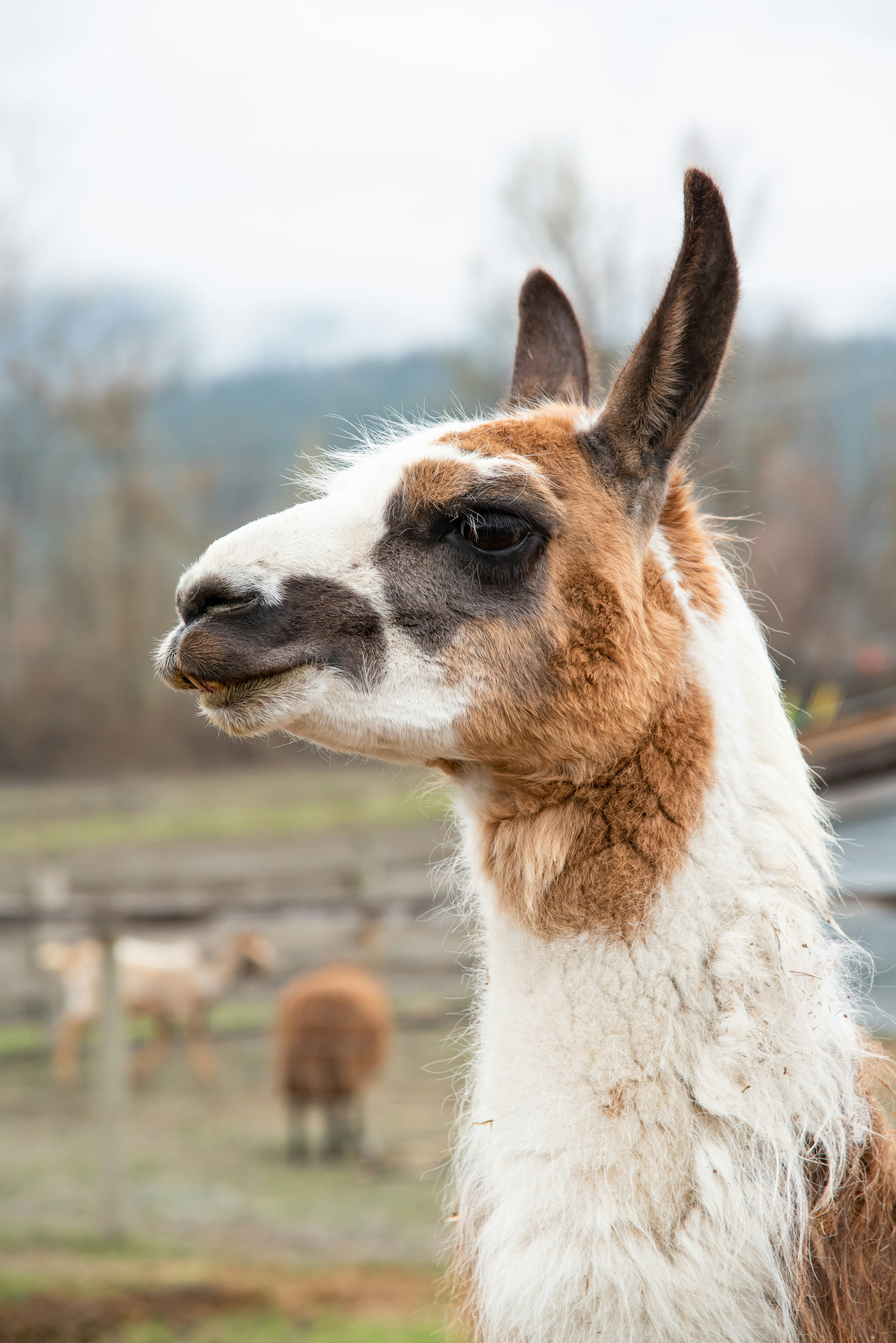 Llama Portrait: Focused Gaze Against a Farmland Backdrop