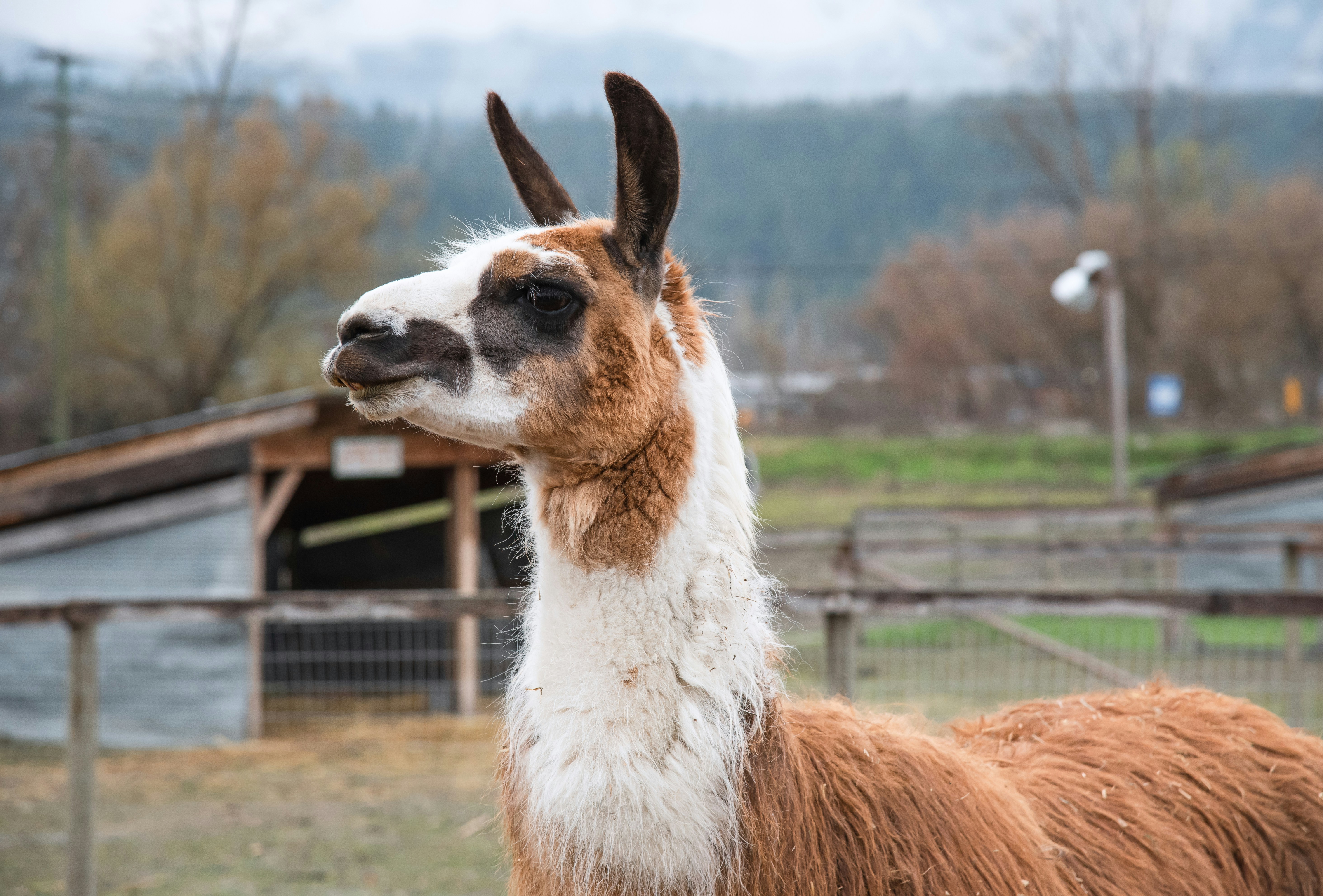 Curious Gaze of a Farmstead Llama