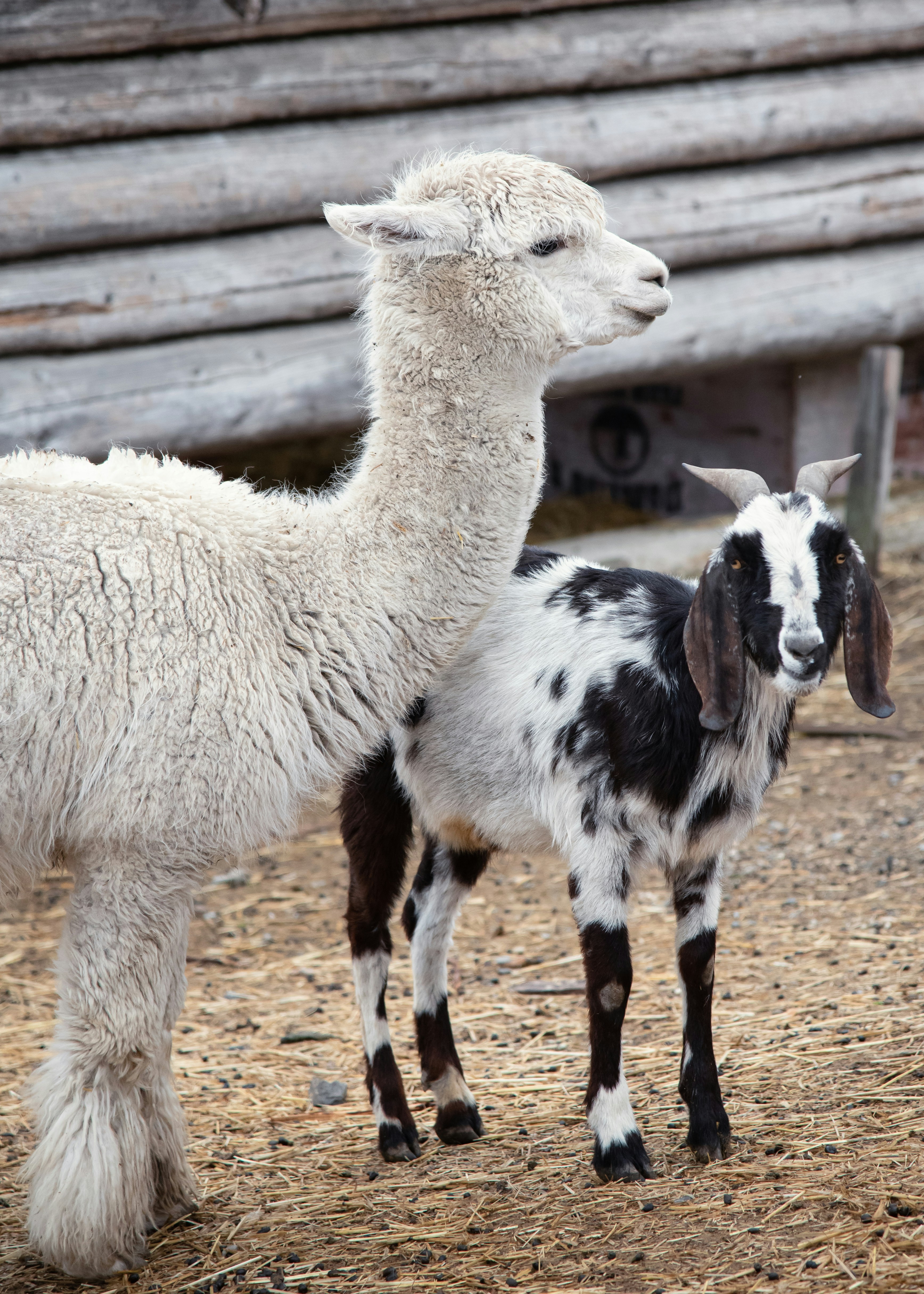 Close Companions: A White and Black Alpaca Pair at Barnside