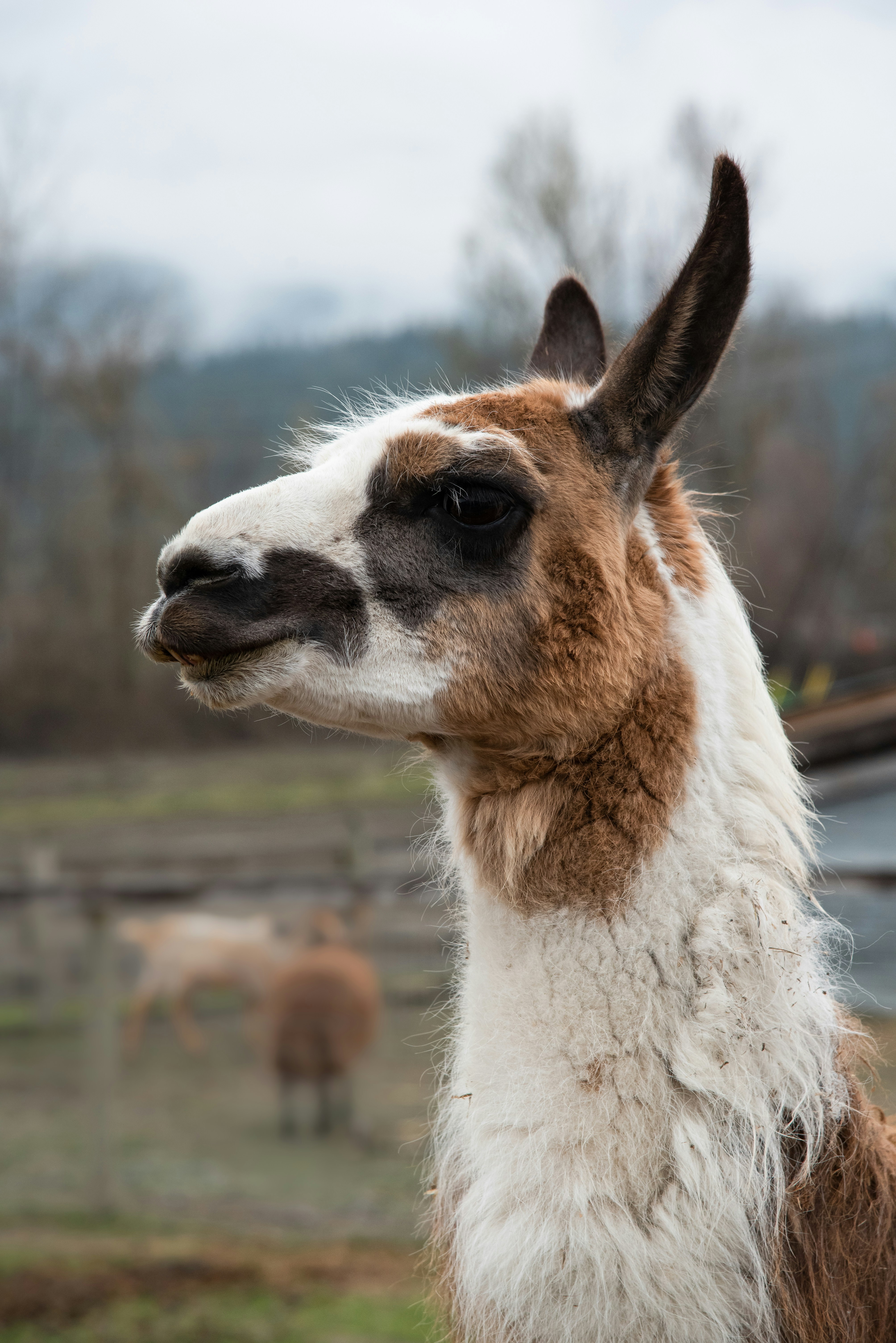 Llama Keeper Cast in Soft Morning Light