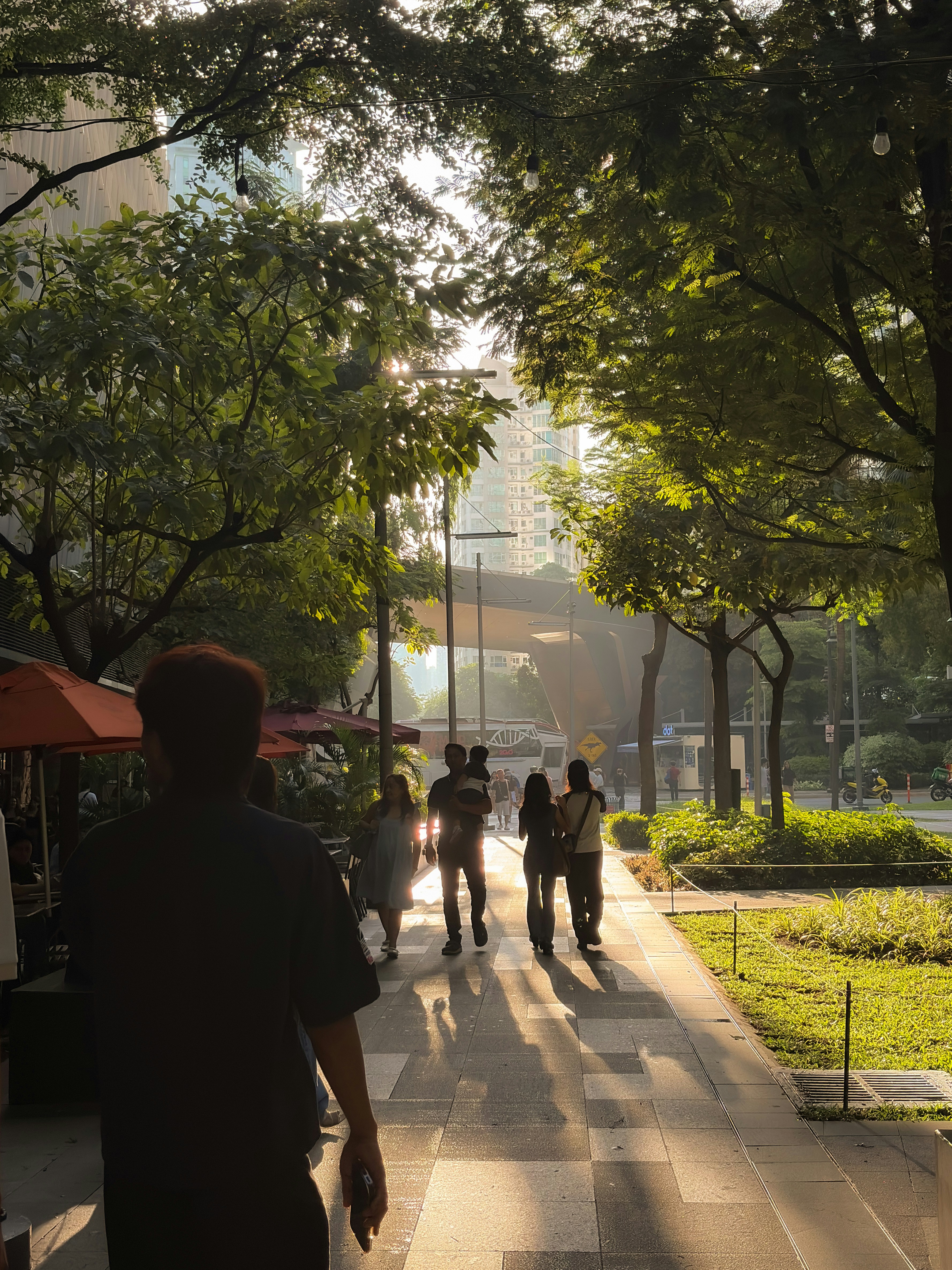 Sunlit stroll under the city canopy