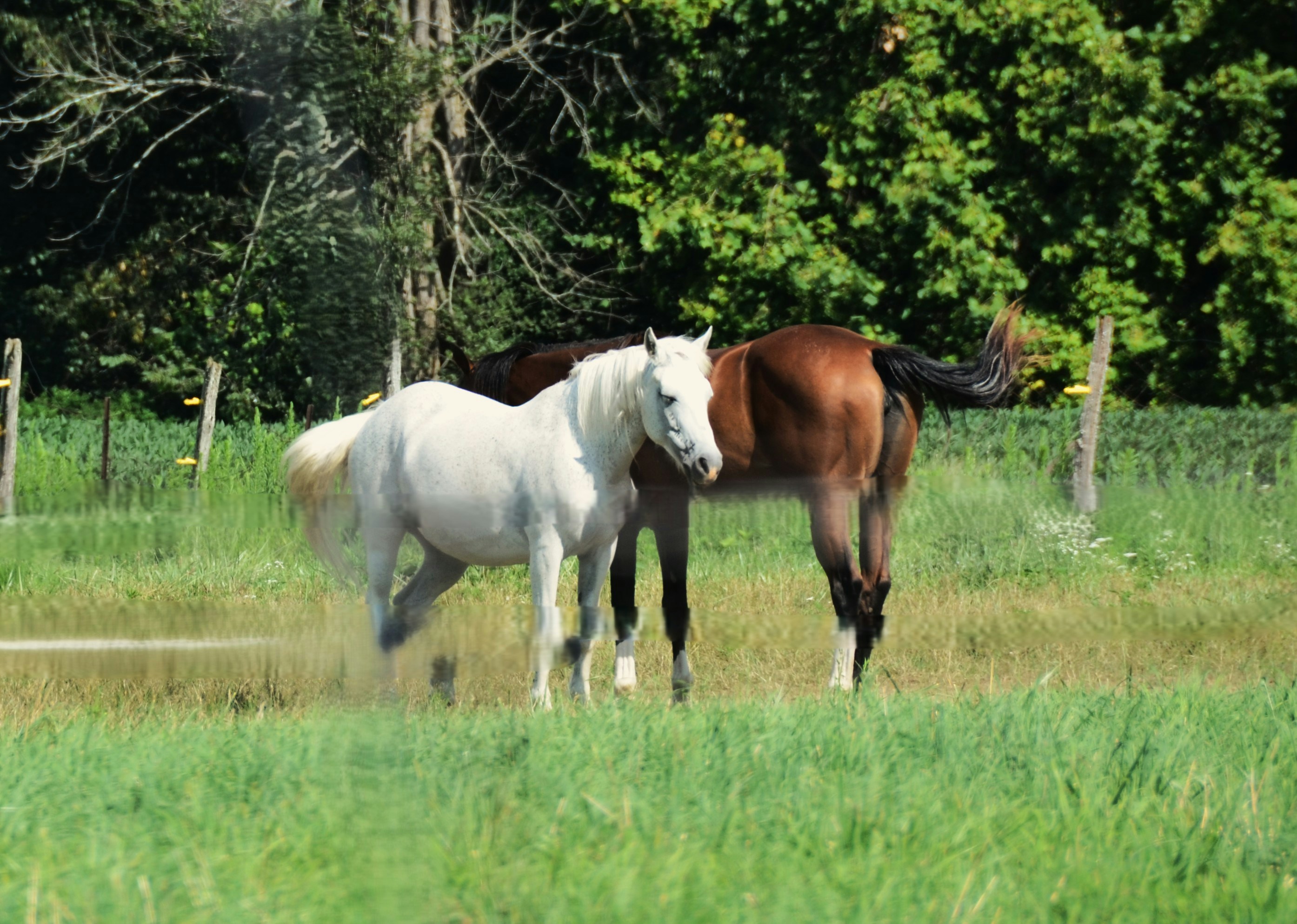 Pasture Pair: White and Chestnut Horses Stand Amid Dusty Meadow