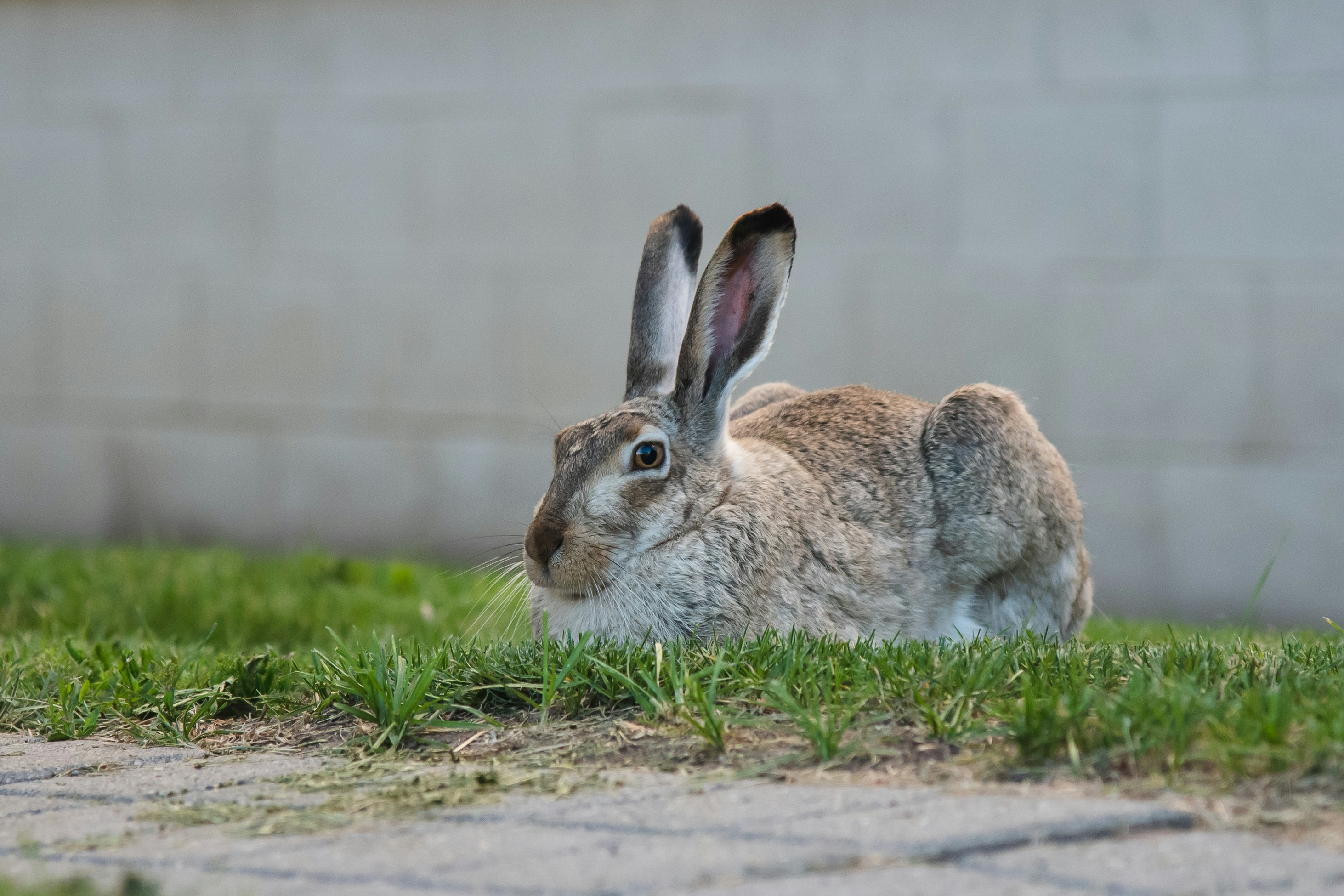 Hare on the Threshold: A Quiet Moment by the Brick Wall